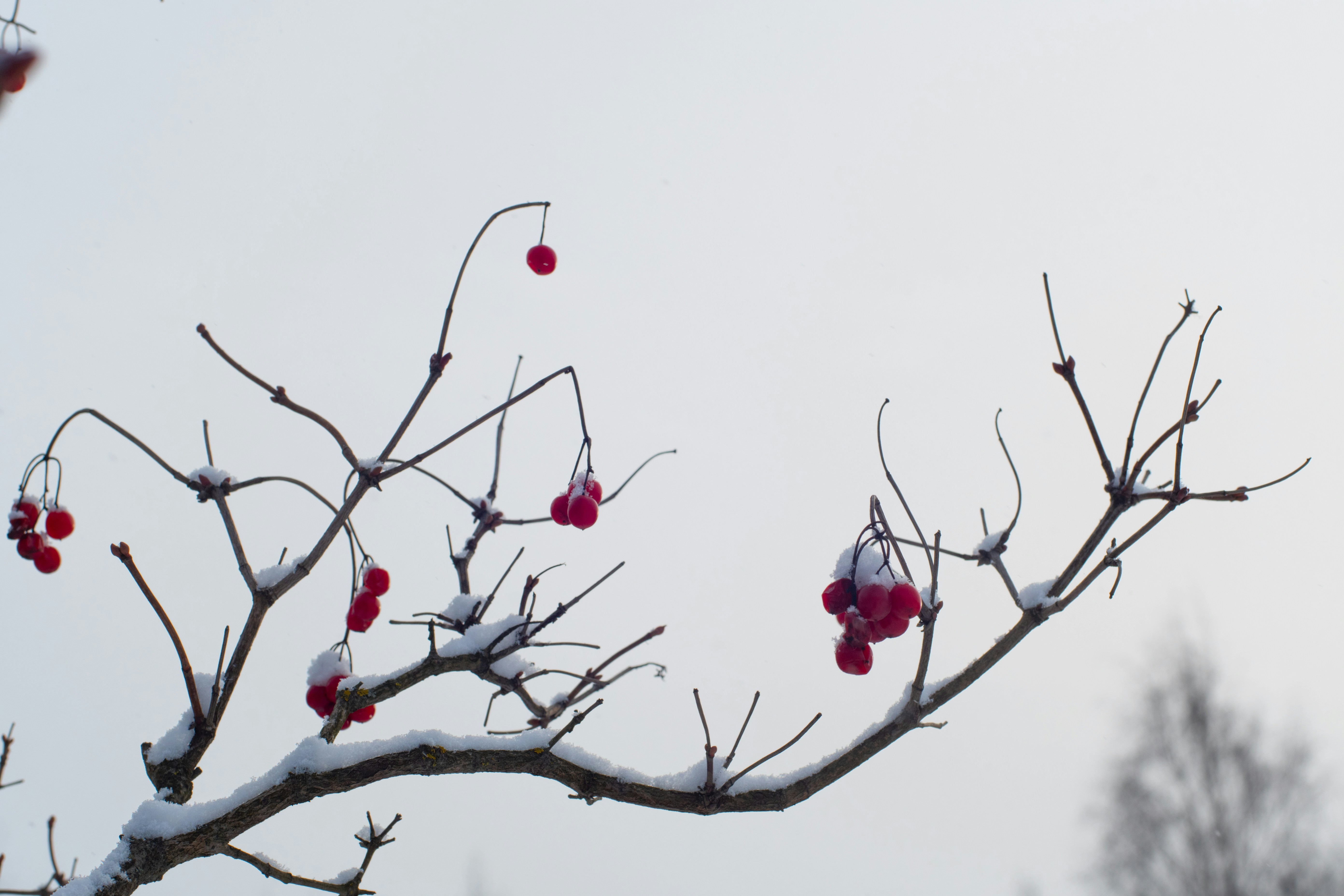 Red Berries in a Snow-Frosted Winter Branch