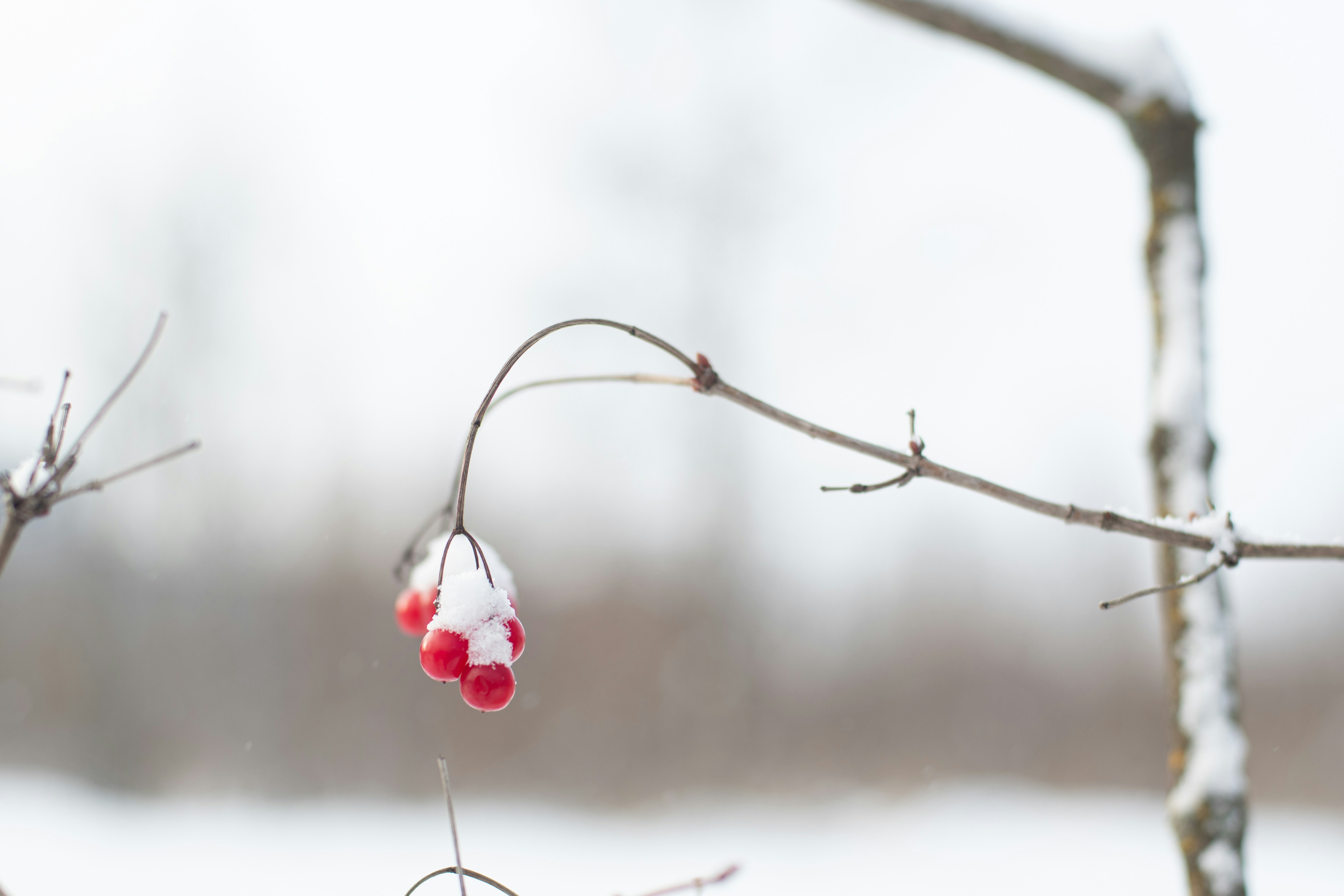 Snow-dusted Red Berries on a Bare Winter Branch
