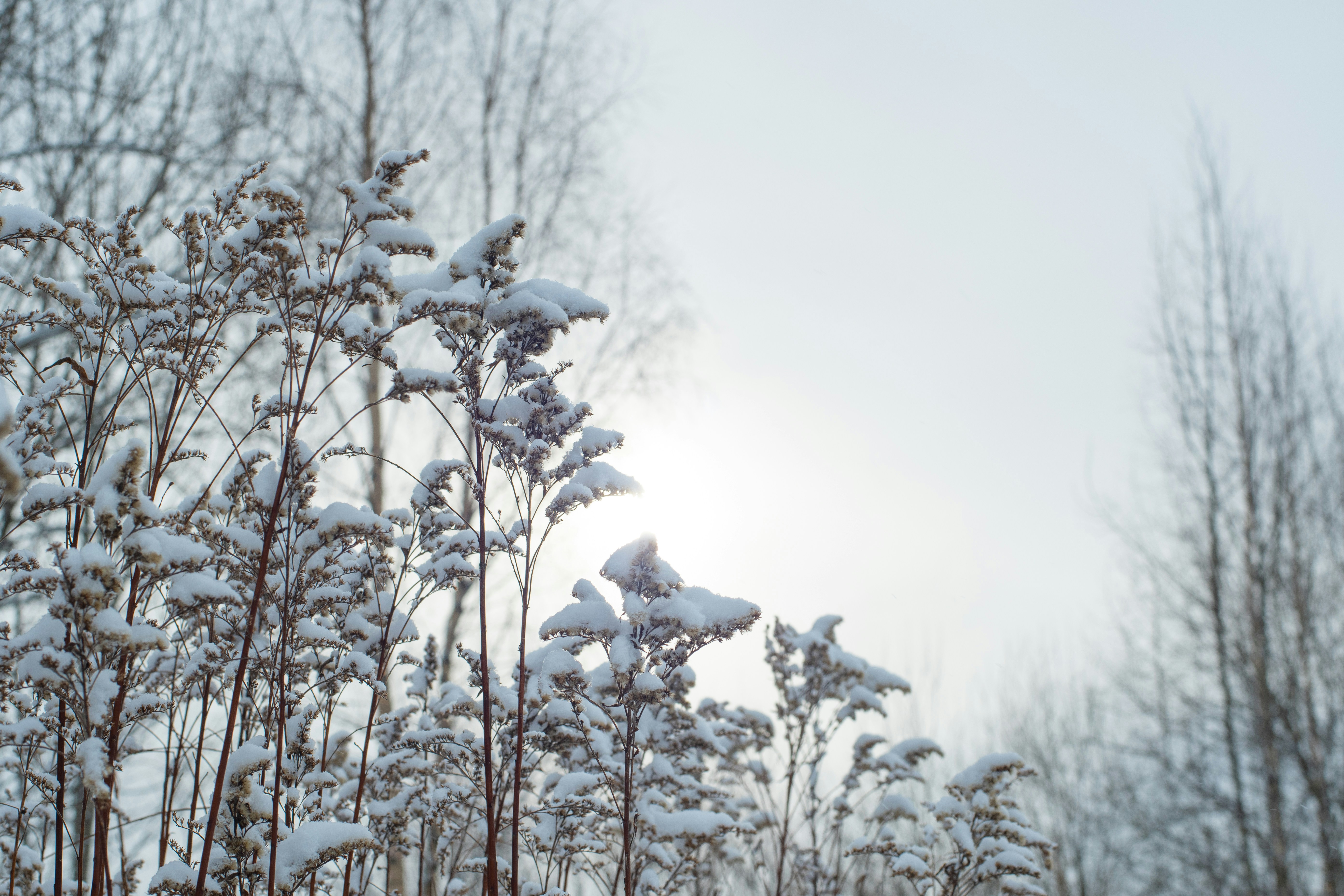 A bunch of snow covered trees in the snow photo – Free Land Image on ...