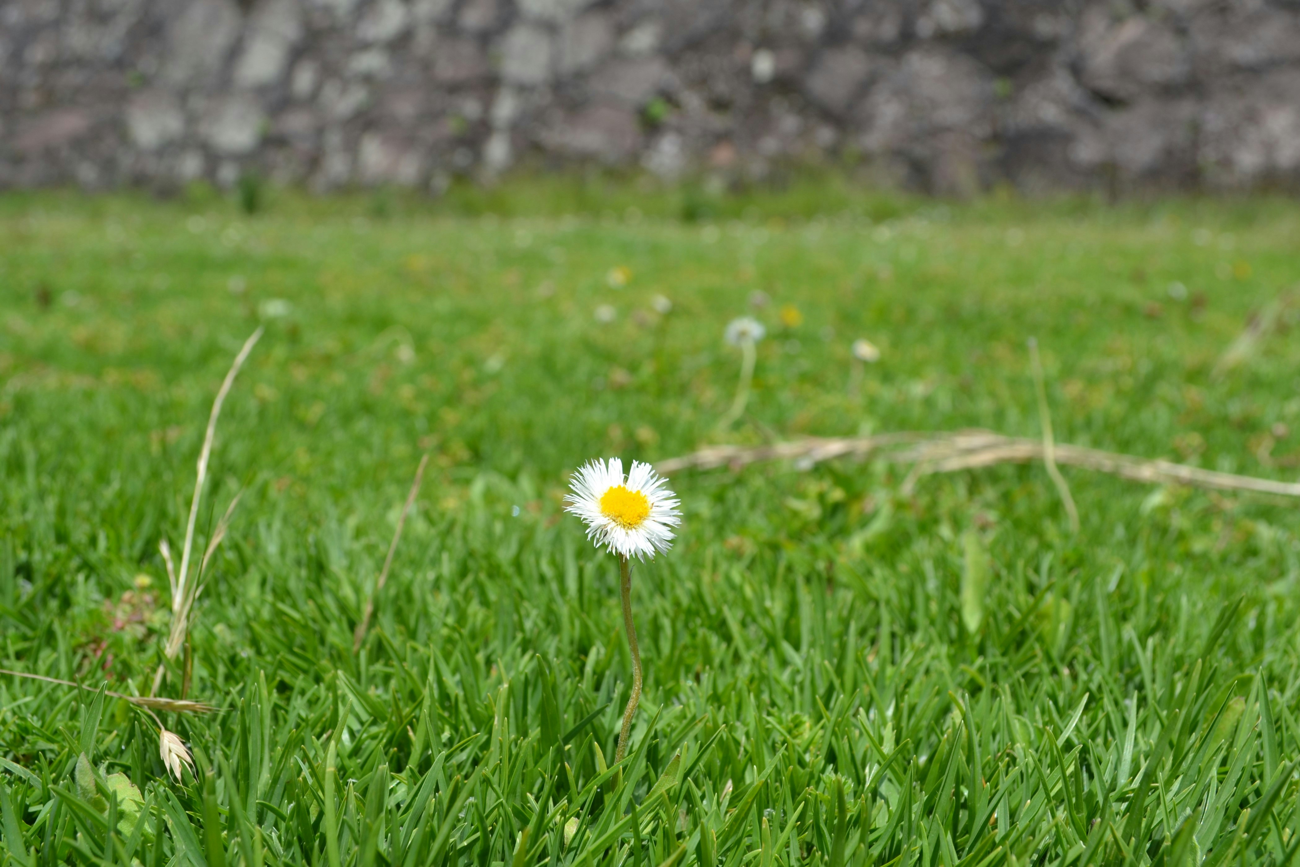 A single daisy sitting in the middle of a grassy field photo – Free ...