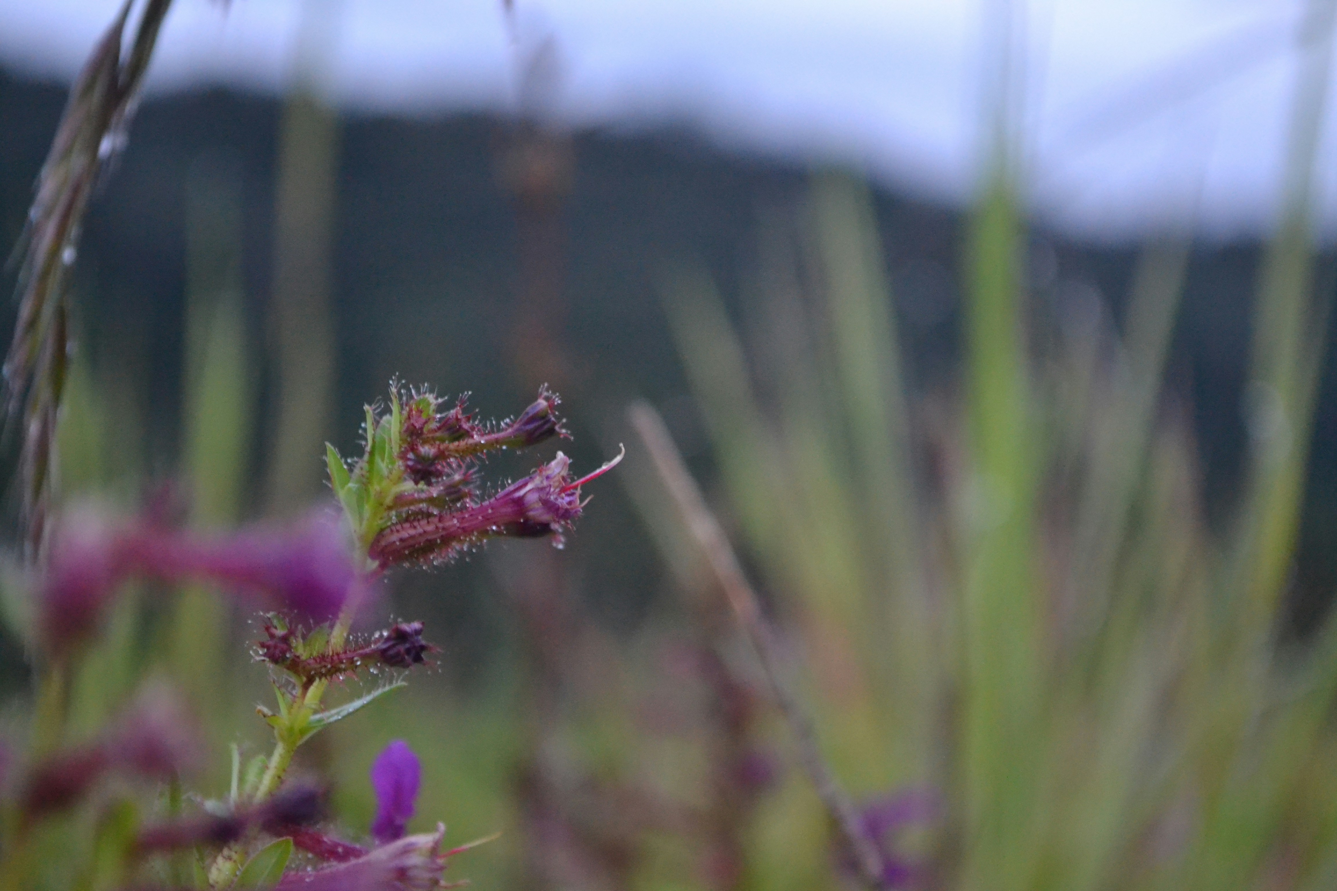 Purple Bloom in a Sea of Blur: A Close-Up Meadow Moment