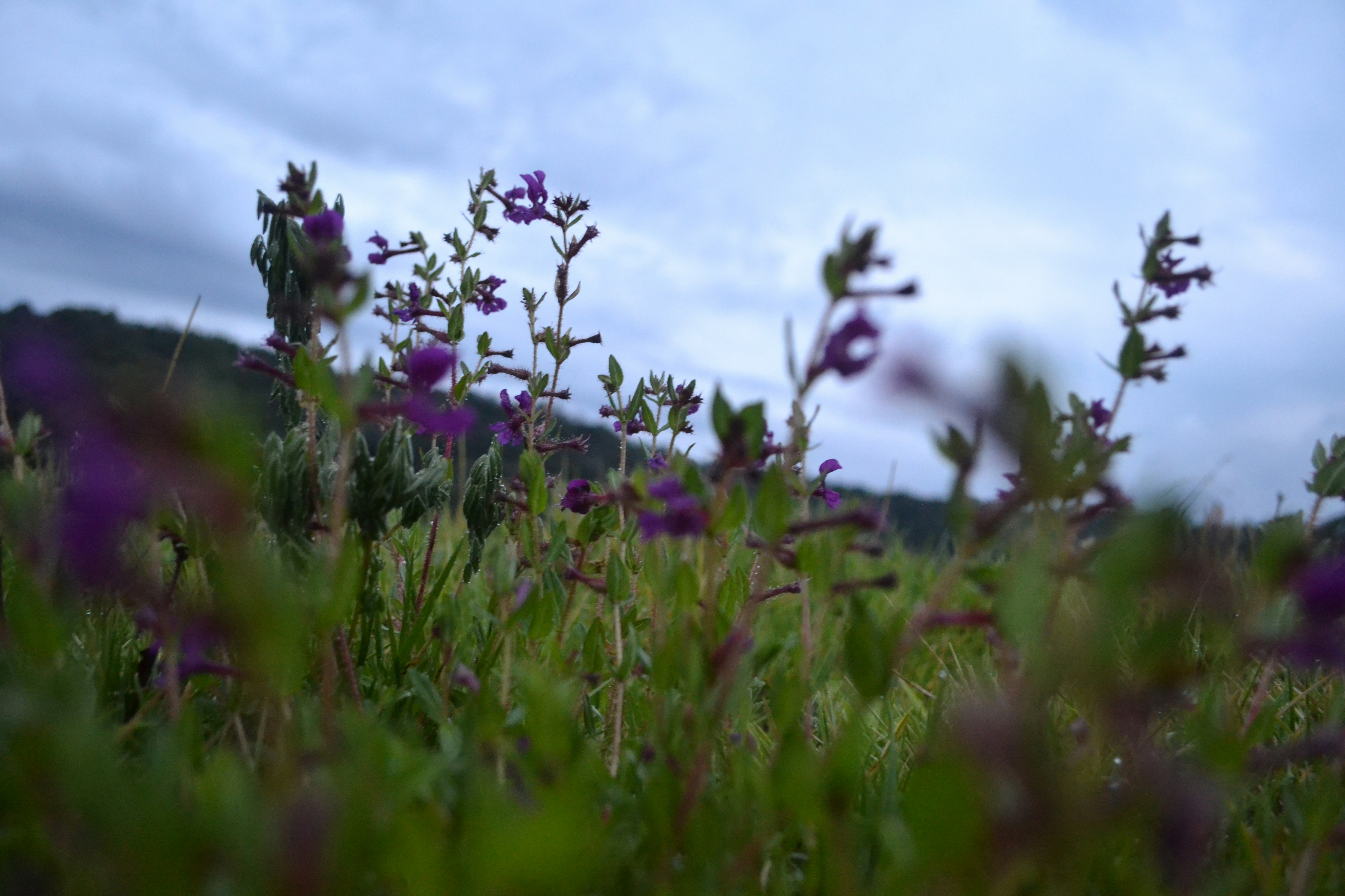 Wildflower Spotlight: A Quiet Haze Over the Meadow