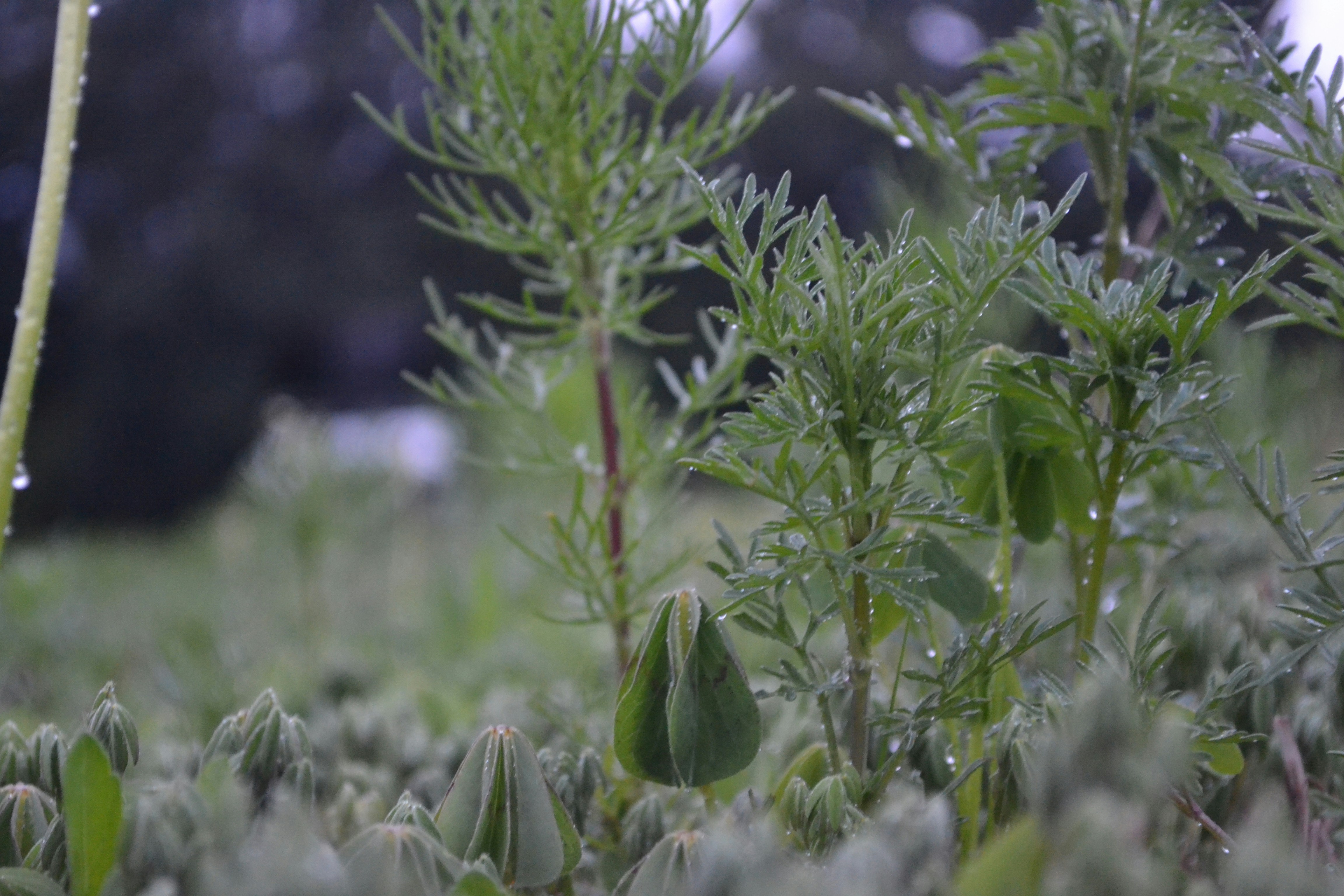 Emerald Seed Pods in Focus: A Macro Moment Among Feathery Greens