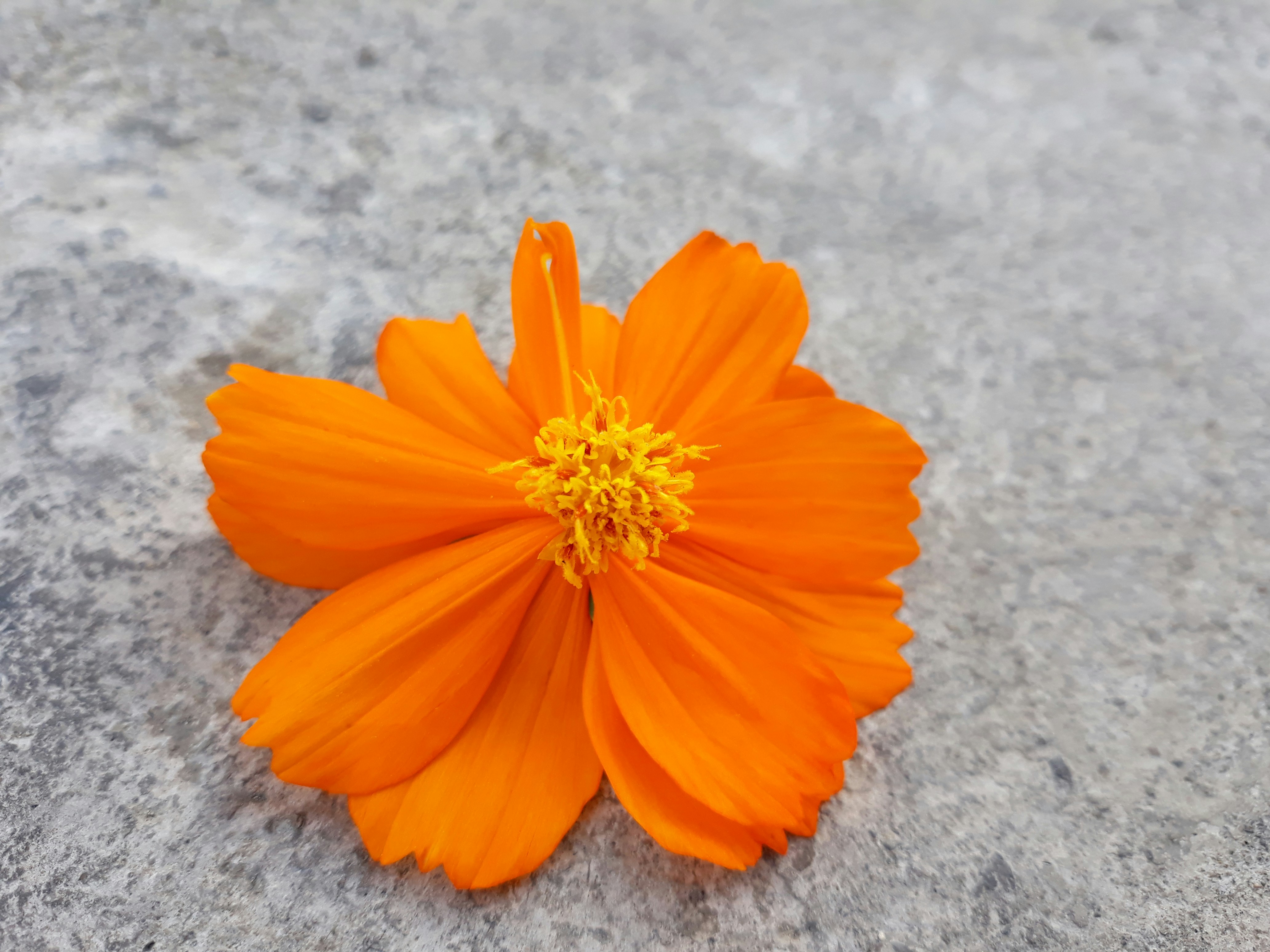 Orange Zinnia on Weathered Granite: A Quiet Macro Moment
