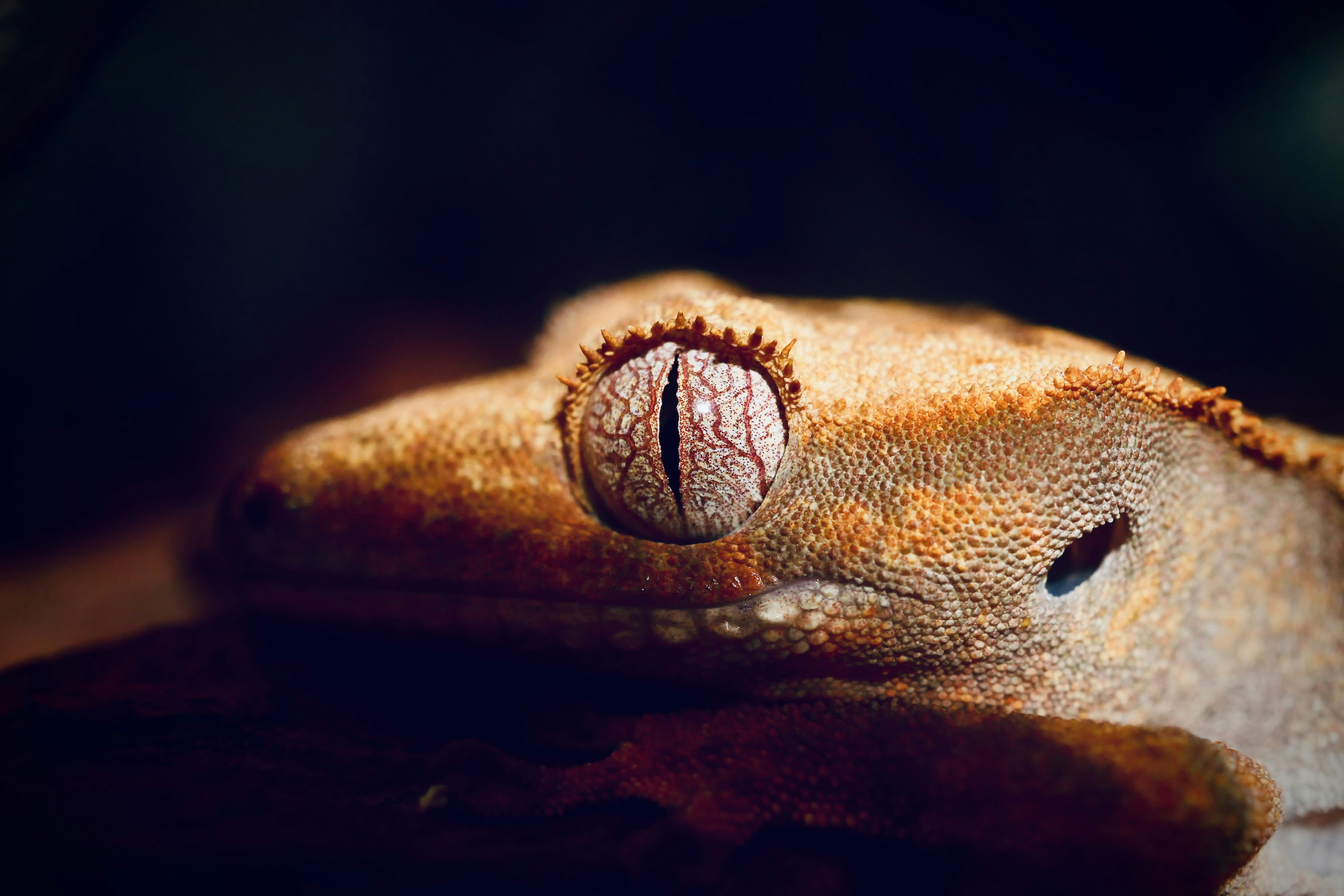 A close up of a gecko on a table photo – Free Gecko Image on Unsplash