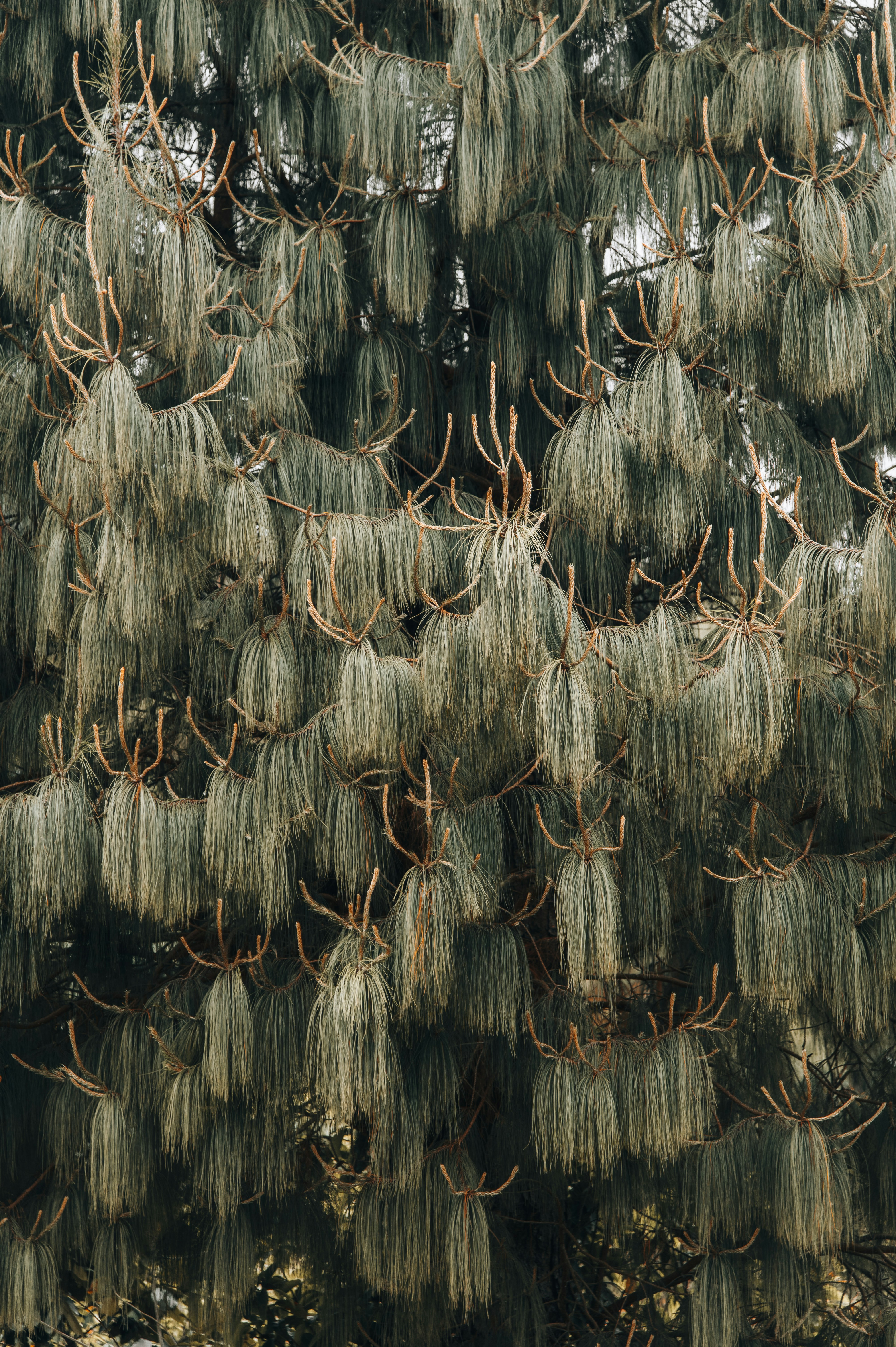 A bunch of pine cones hanging from a tree photo – Free Tree Image on ...