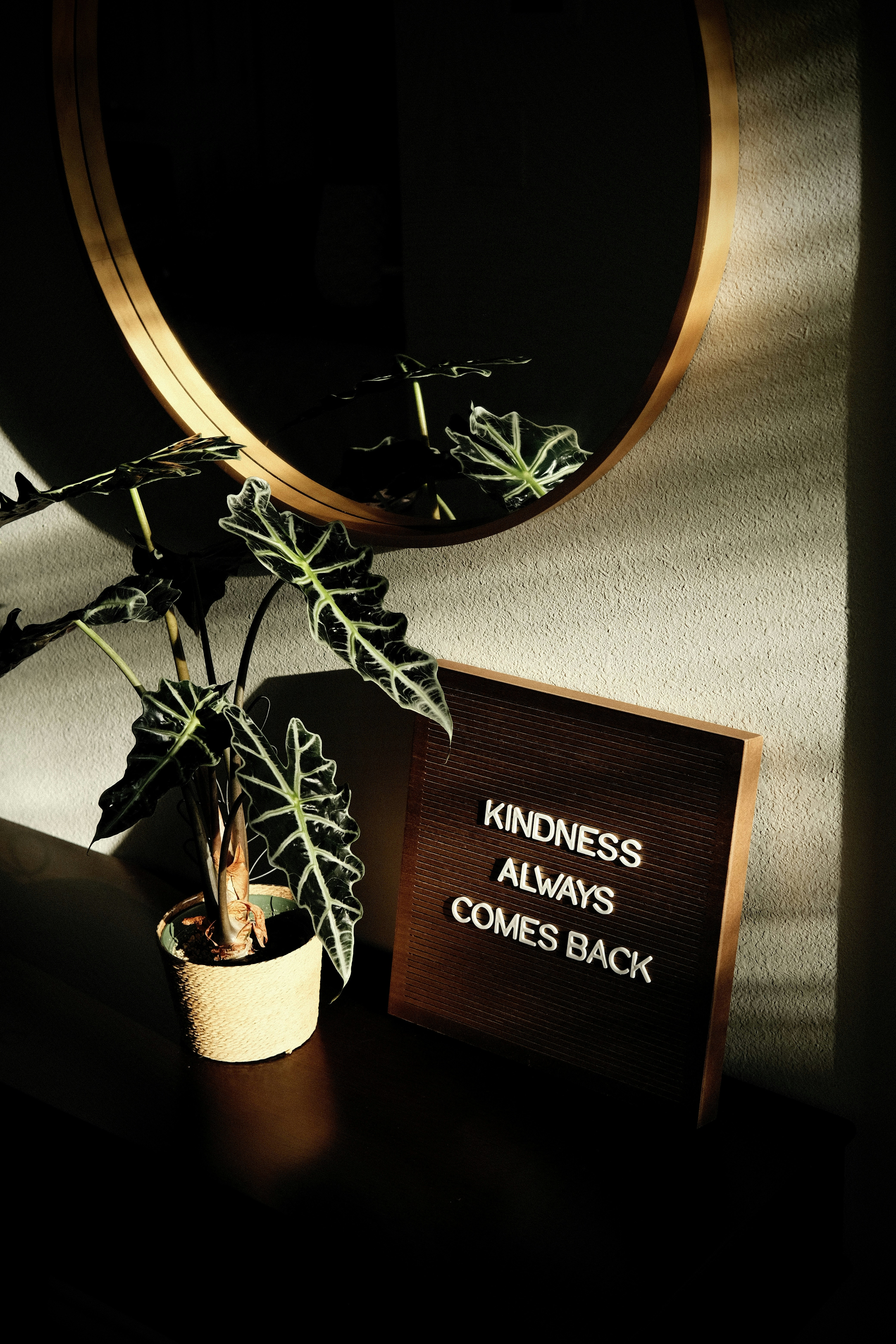 Quiet Corner: A Plant and a Message in Soft Spotlight