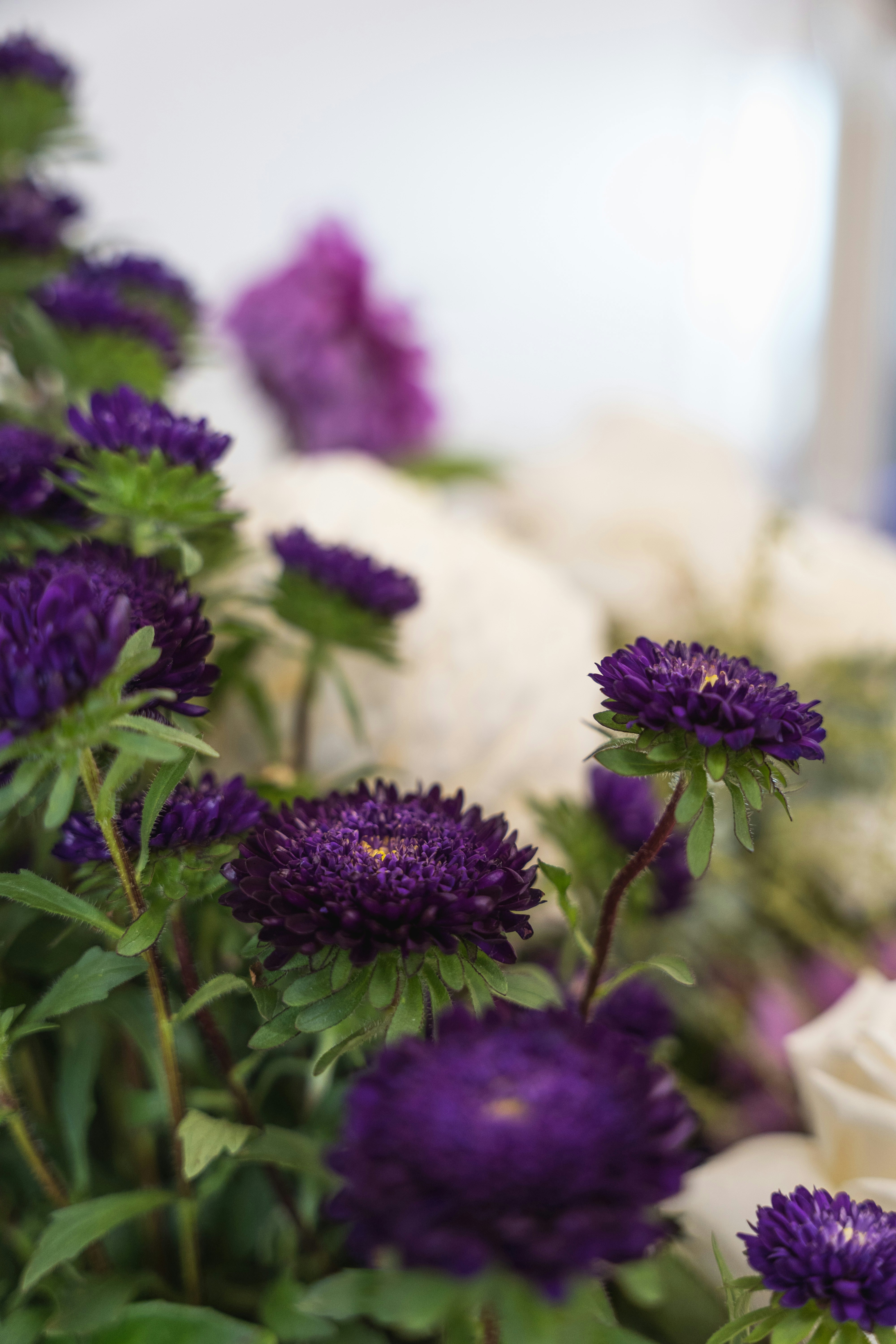 Velvet-purple asters in a softly blurred bouquet: a close-up study