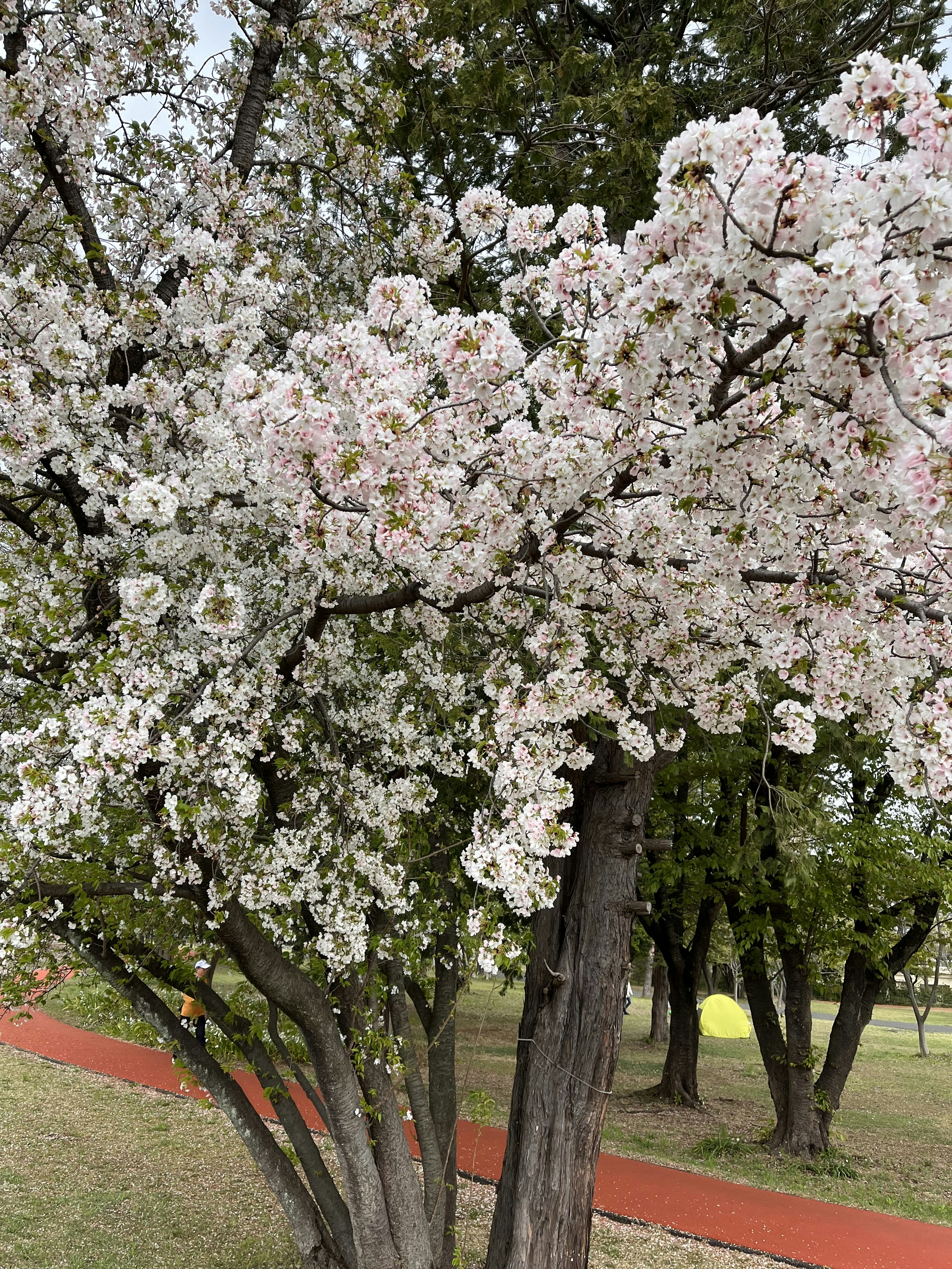 A tree with white flowers in a park photo – Free 和光市 Image on Unsplash