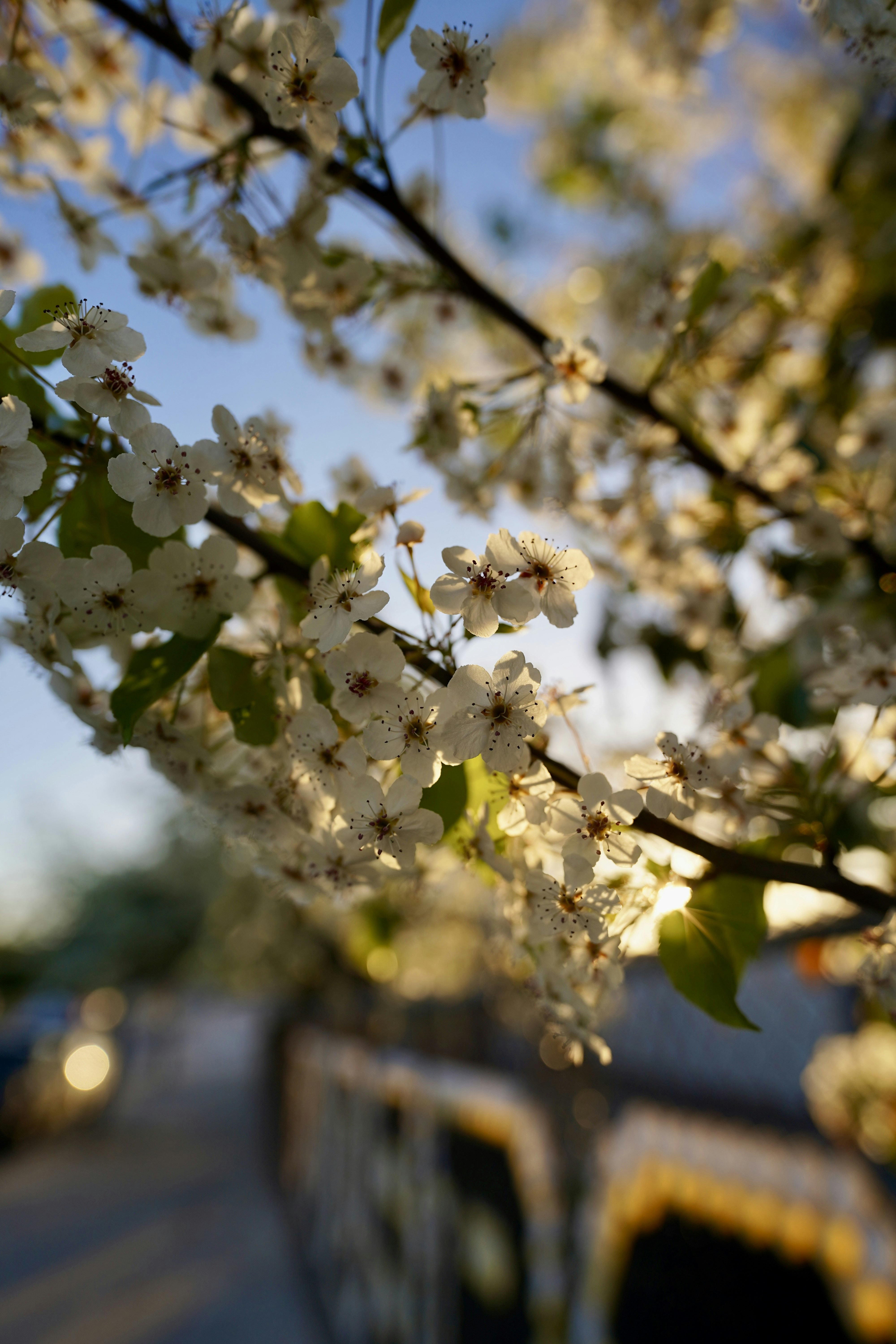 Sunlit Pearls: Close-Up of White Blossoms With a Soft Urban Blur