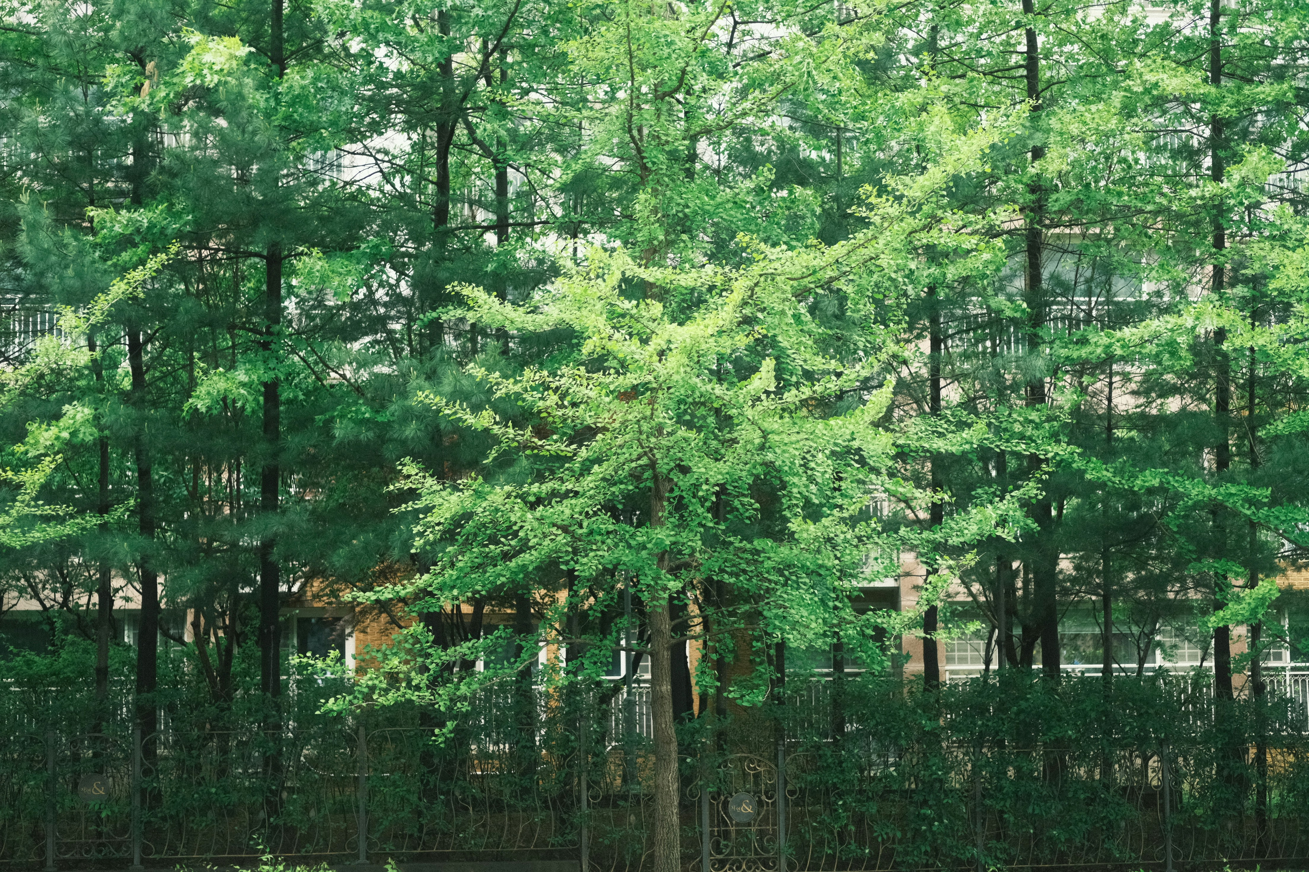 Emerald Canopy Behind a Quiet Fence: Suburban Greenscape