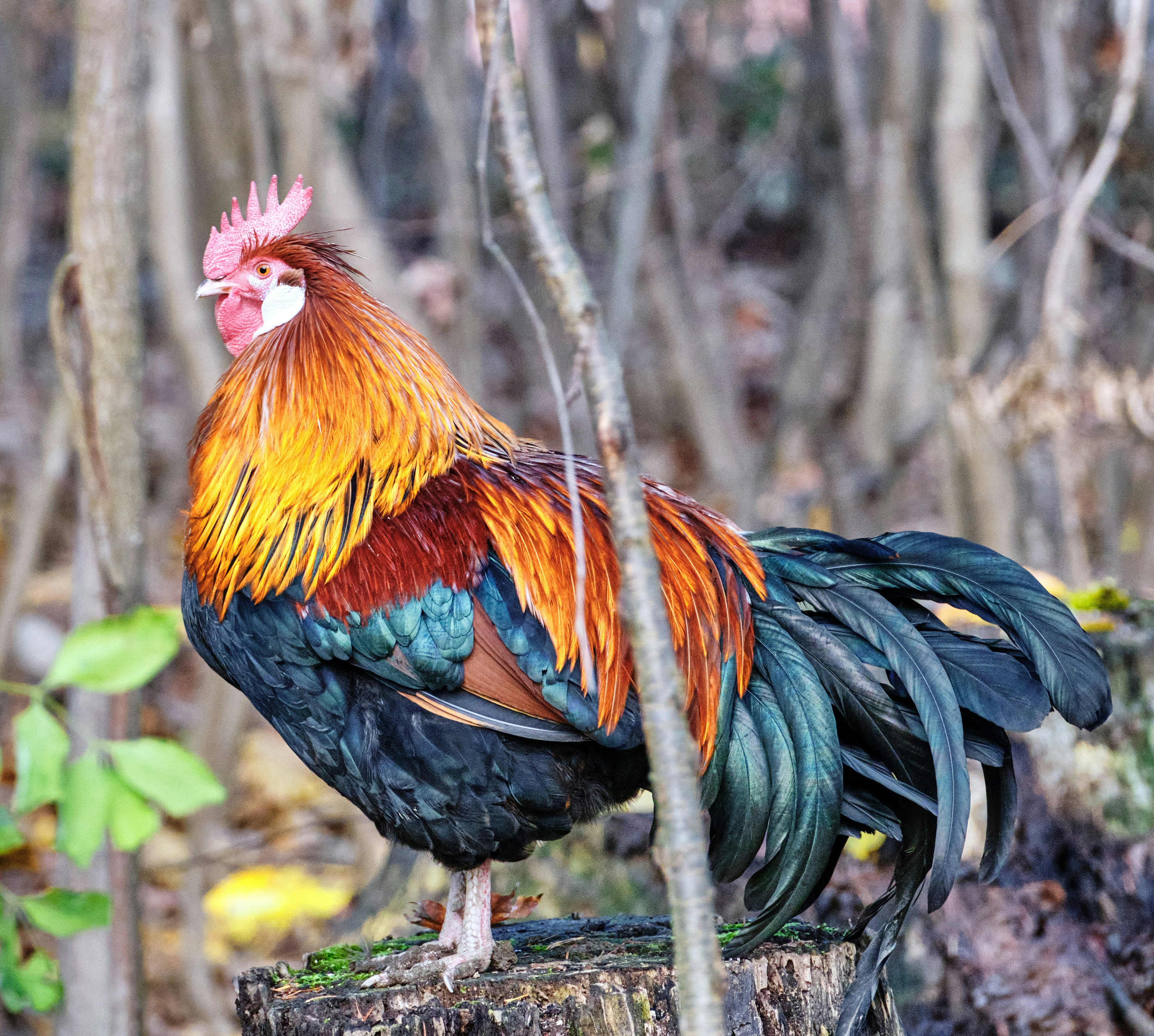 Ember-Necked Rooster Perched on a Weathered Log Amid Twiggy Backdrop