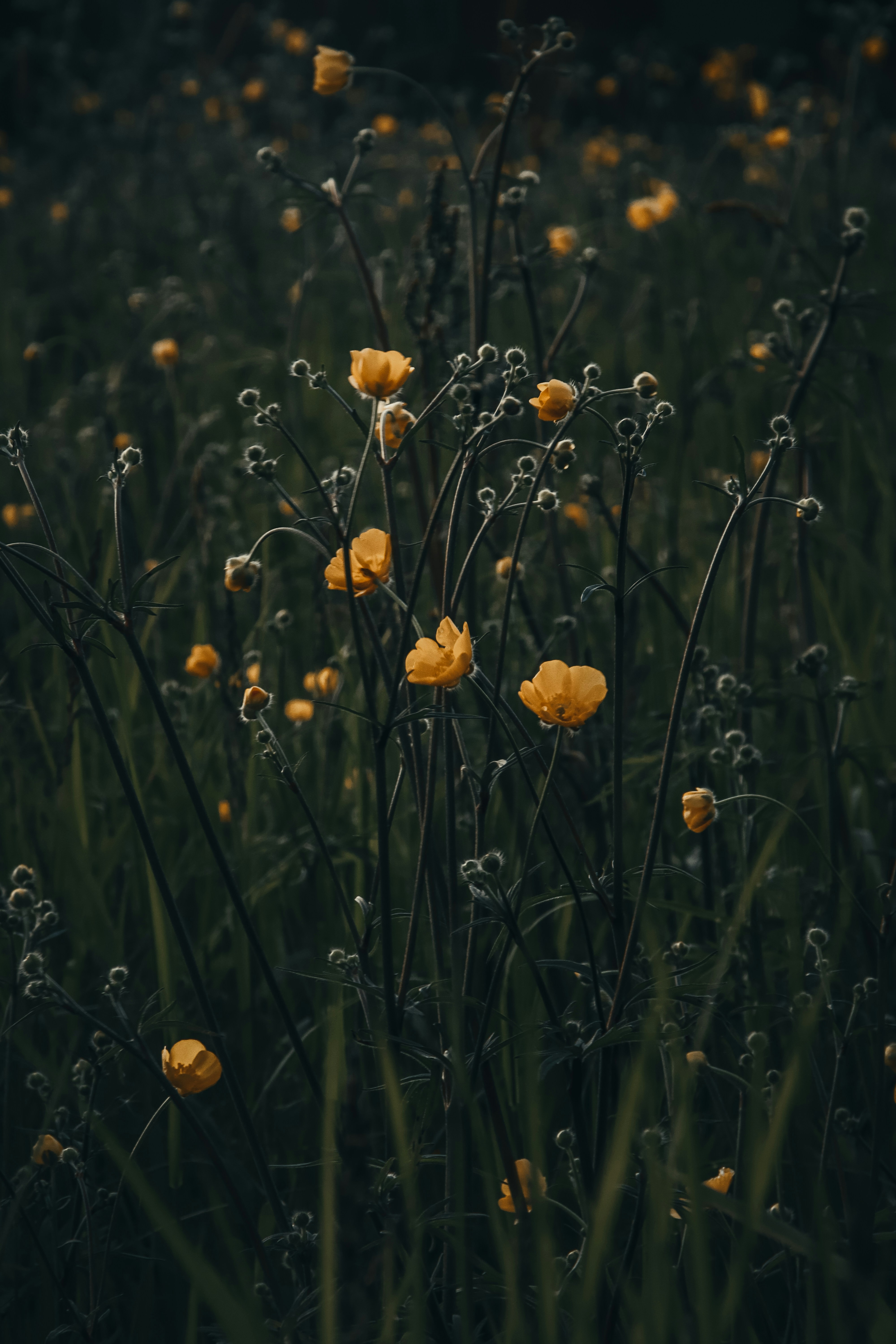 Amber Blooms in a Velvet Dusk Field