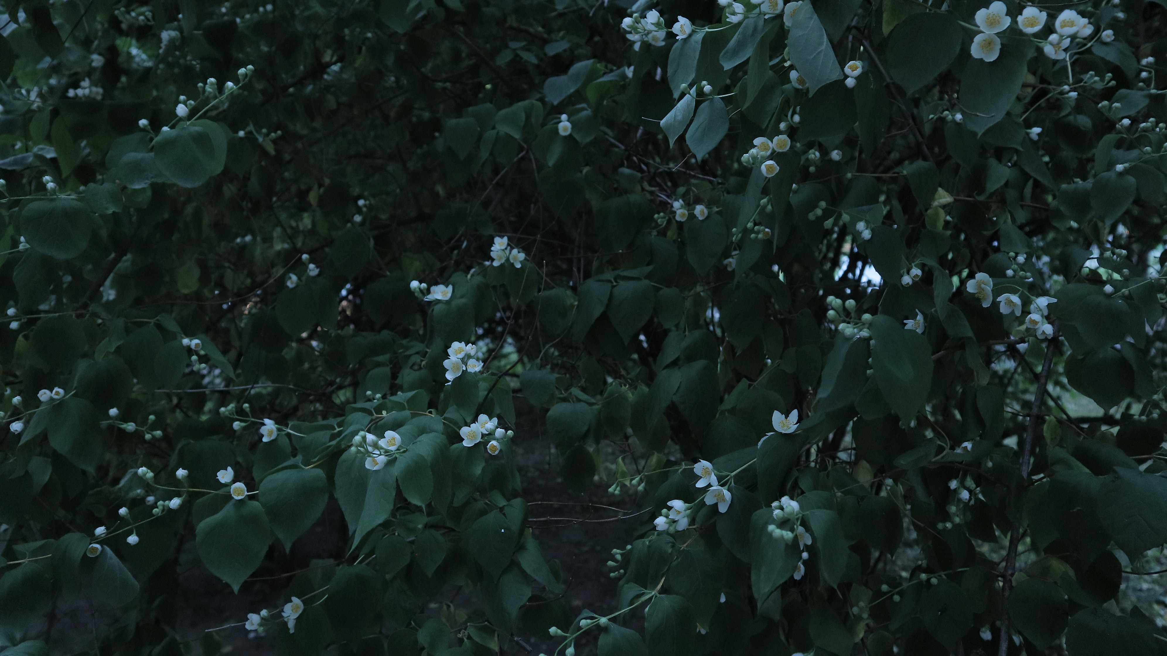 Whispering White Blossoms Through Shadowed Foliage