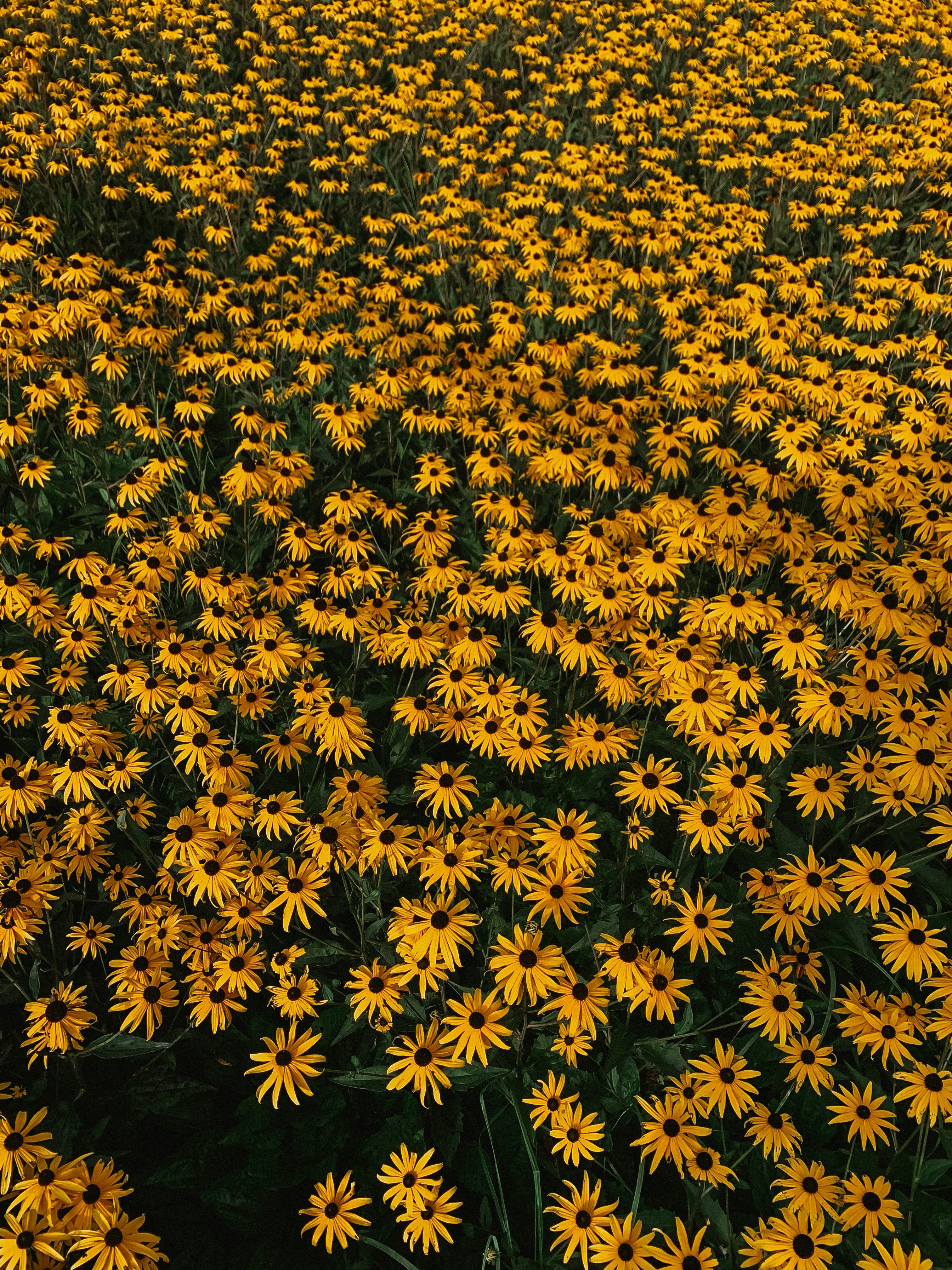 Field of Gold: A Quiet Tapestry of Black-Eyed Susans