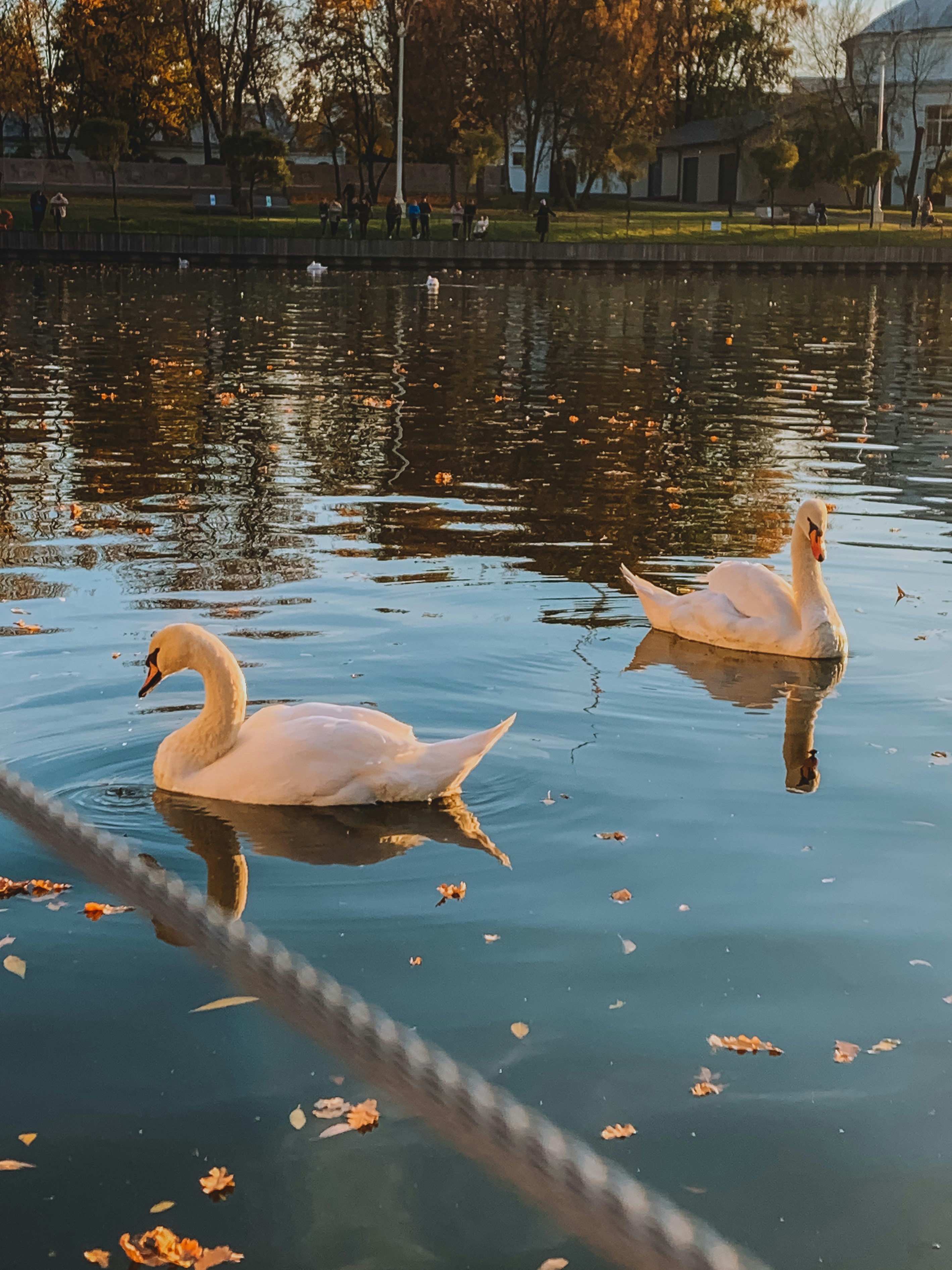 Two Swans at Sunset: Silent Symmetry on a Fall City Lake