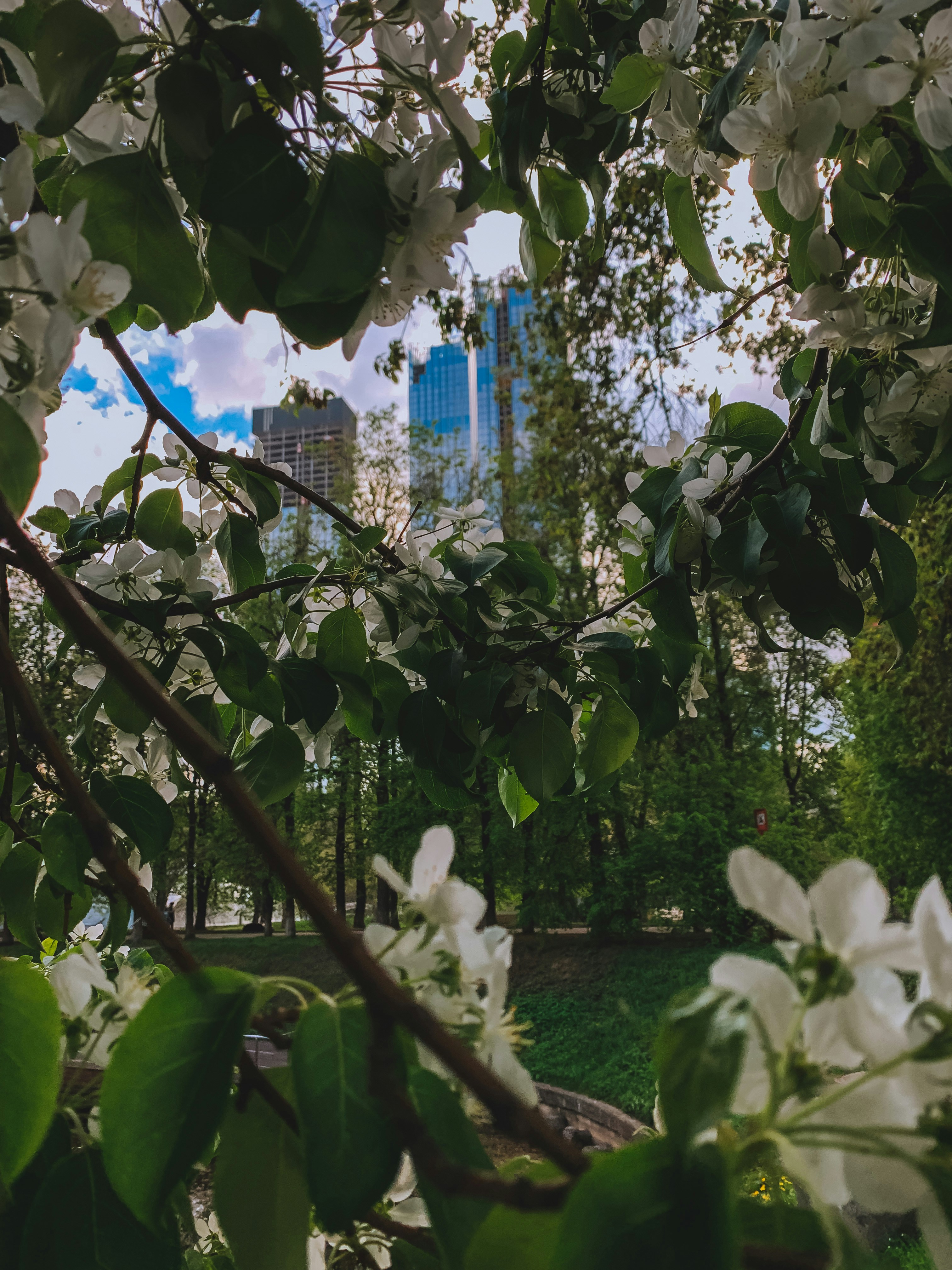 Petals Frame the Skyline: A Quiet City Park in Bloom