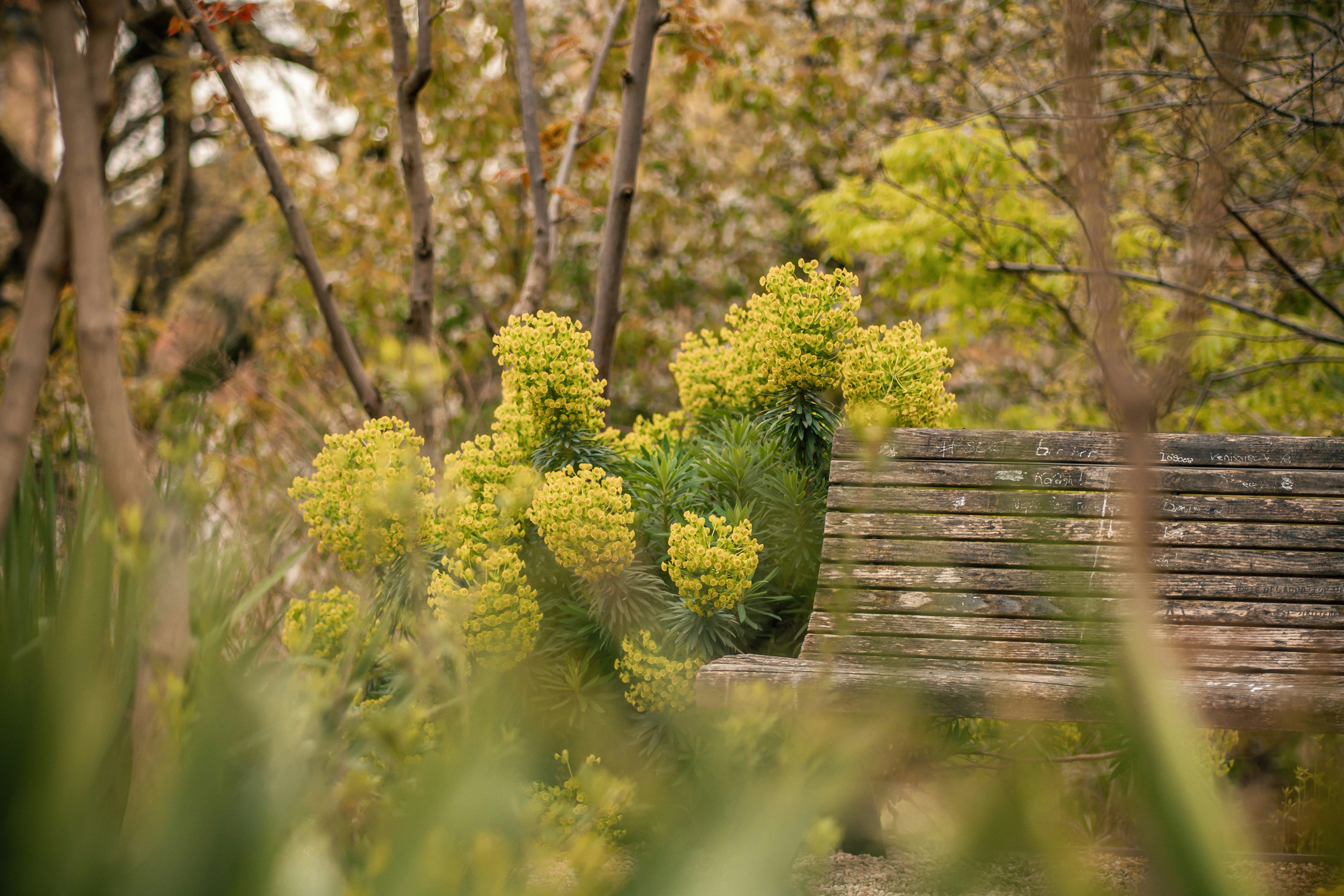 Sedum Silence by the Bench: Golden Clusters in Soft Focus