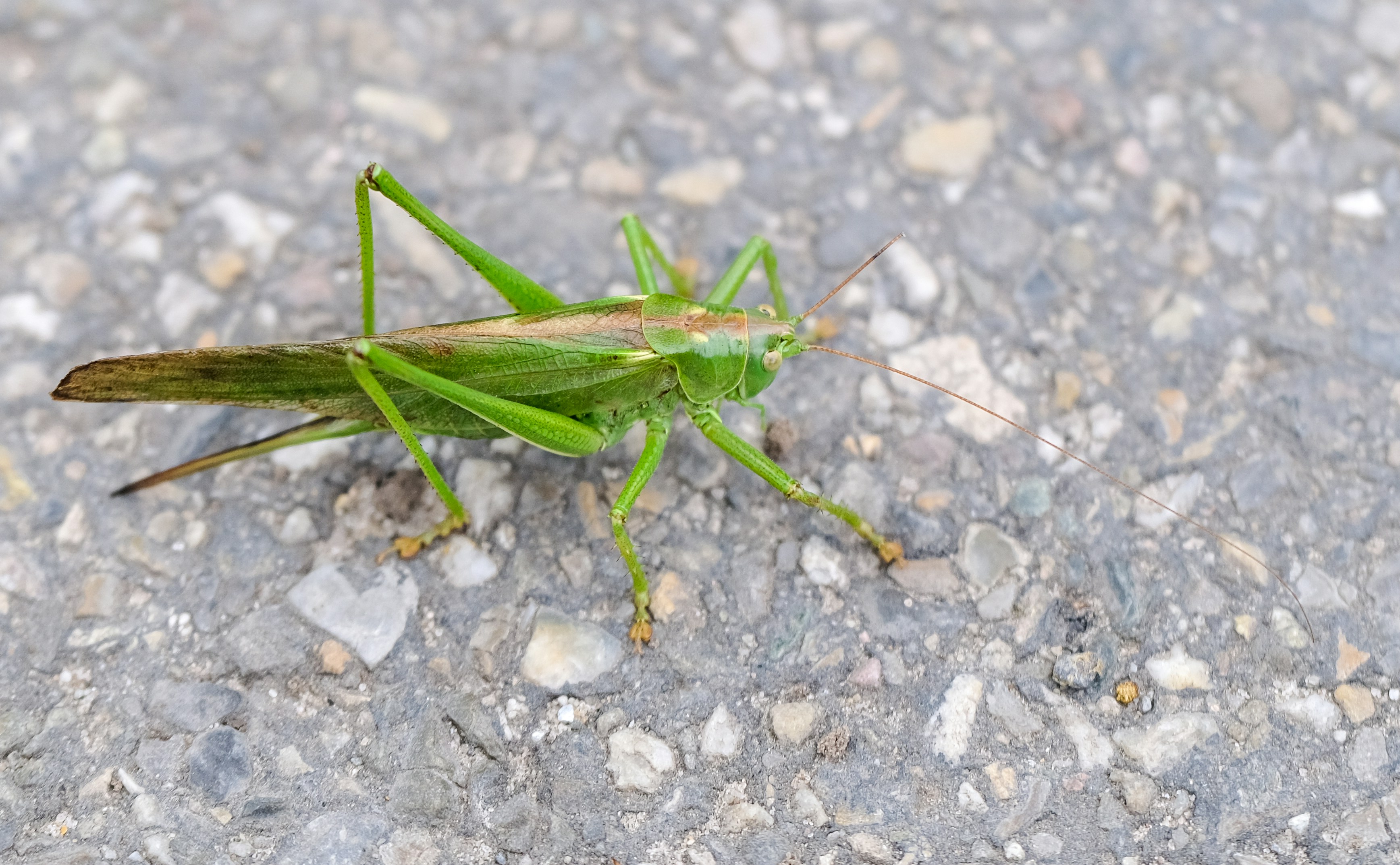Emerald Grasshopper on a Pebbled Asphalt Surface