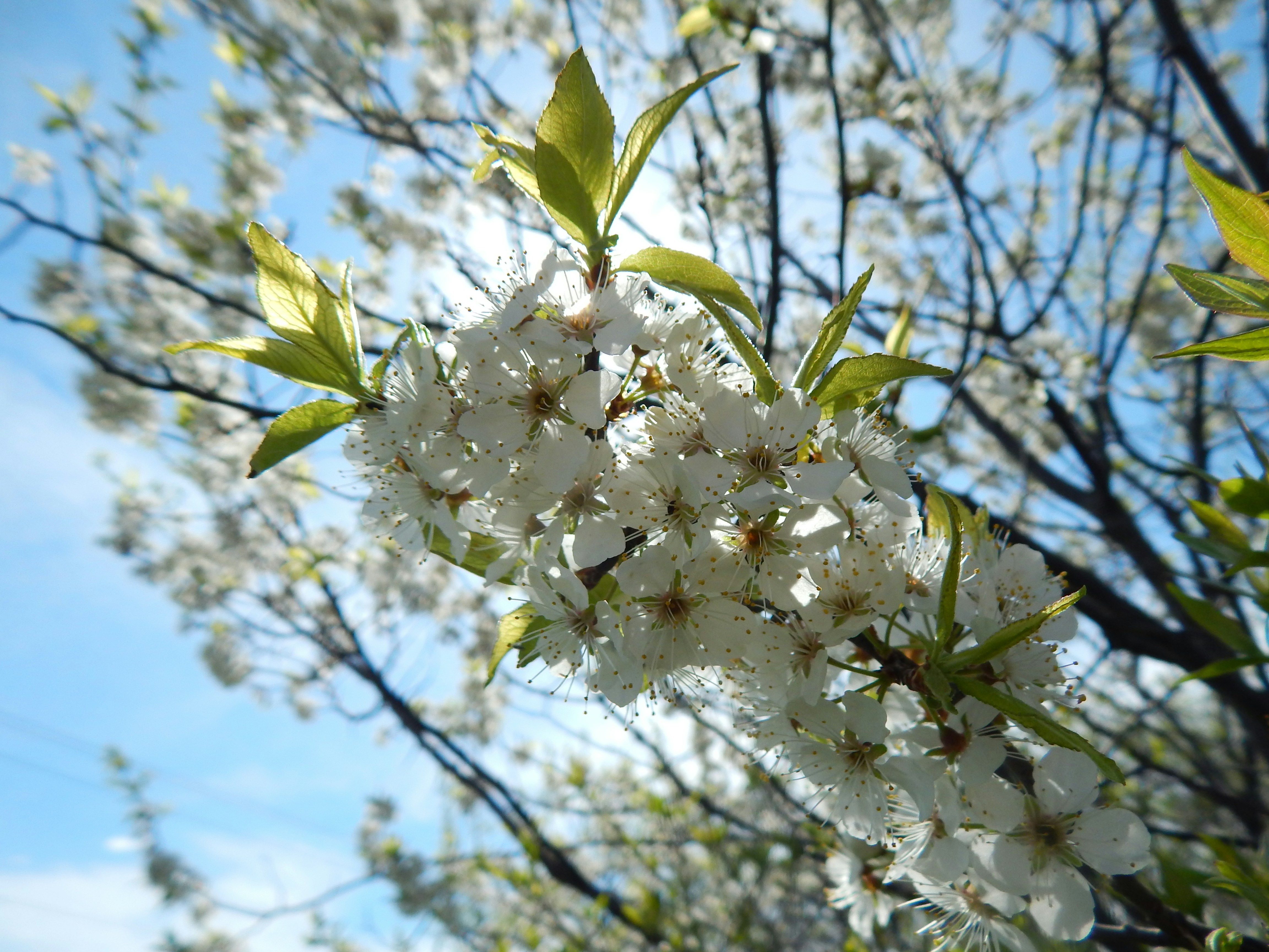White Blossom Cluster on a Sunlit Branch Against a Clear Spring Sky