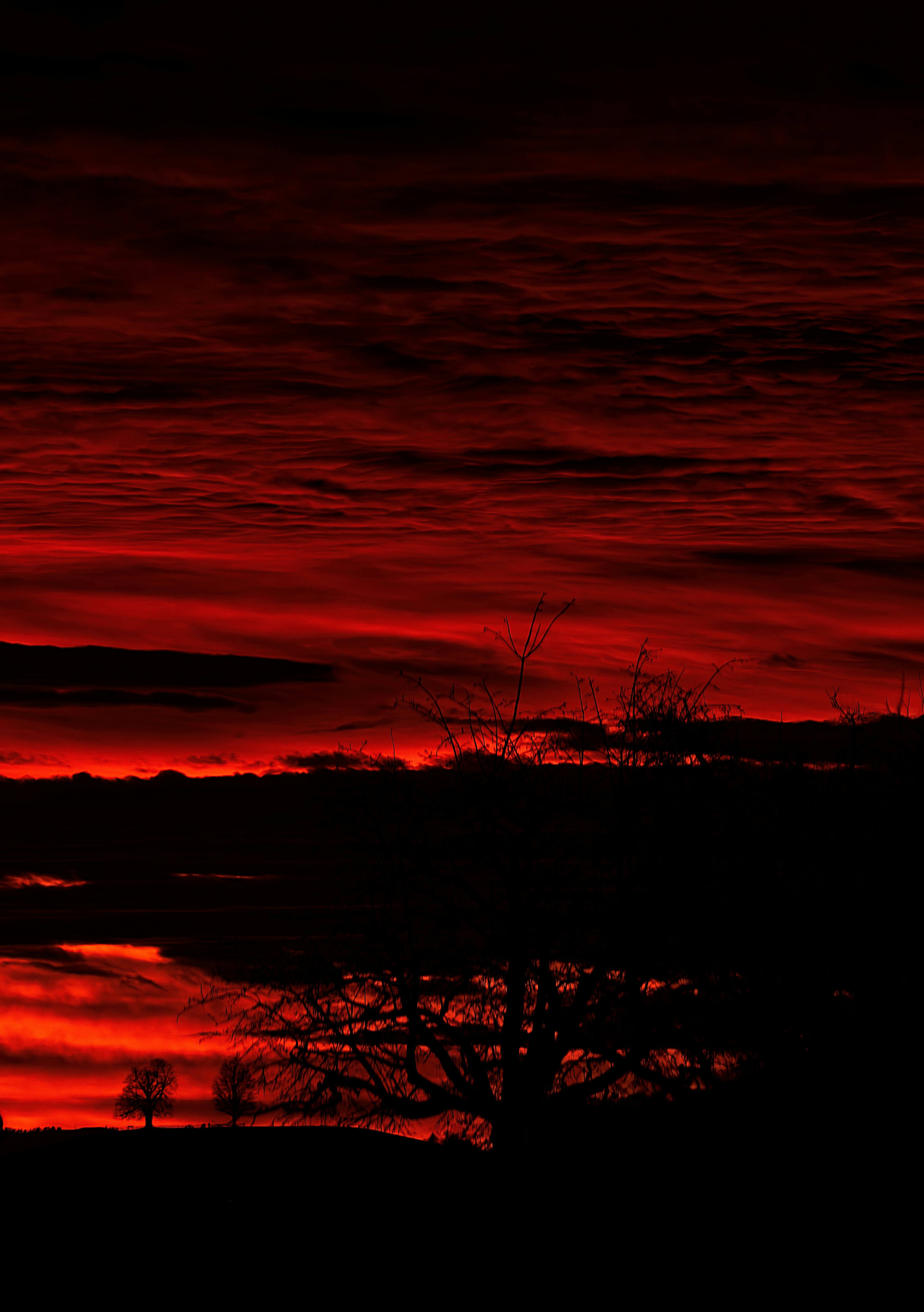 Dark silhouettes of trees against a vibrant red sky at sunset.
