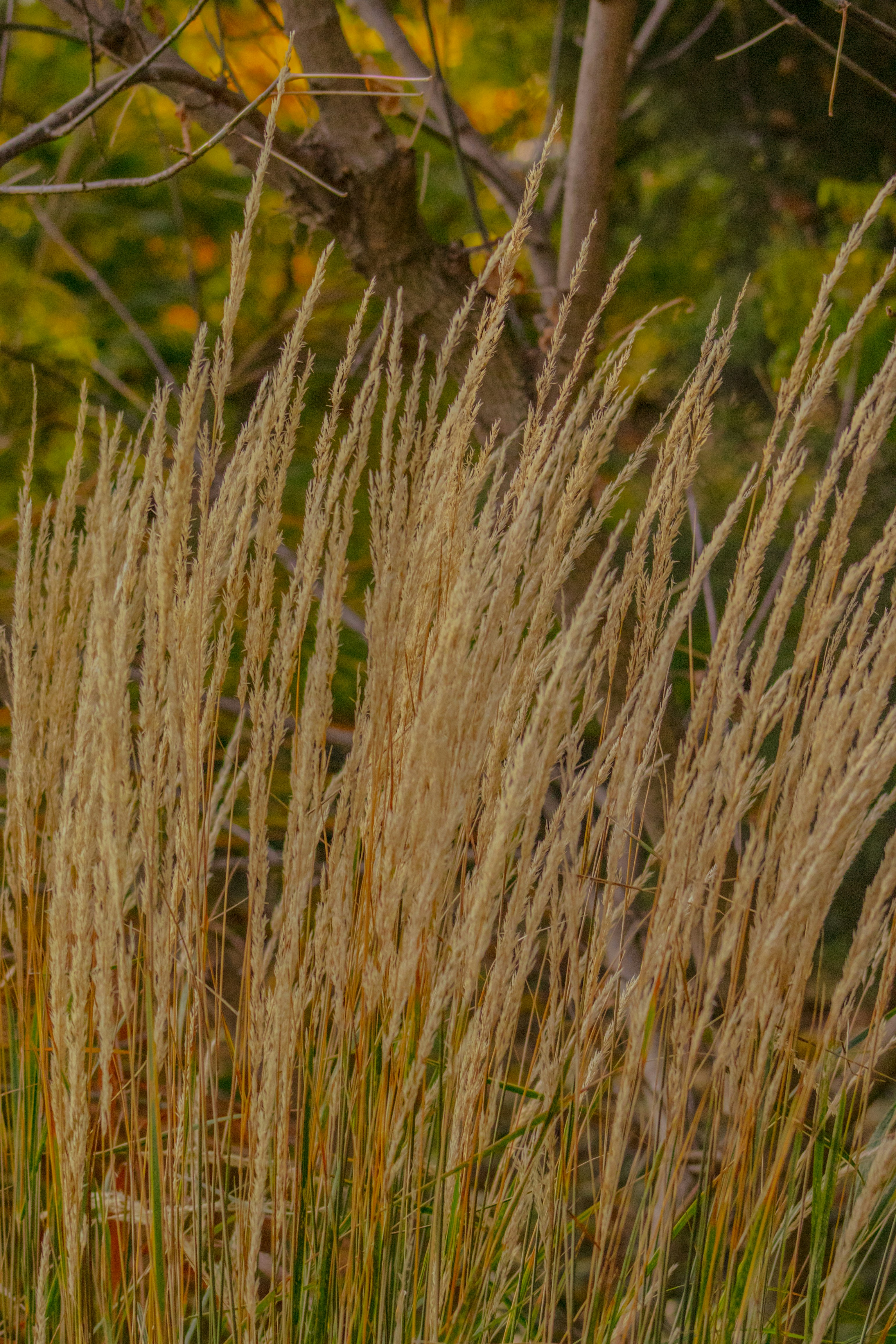 A bunch of tall brown grass next to a tree photo – Free Odesa Image on ...