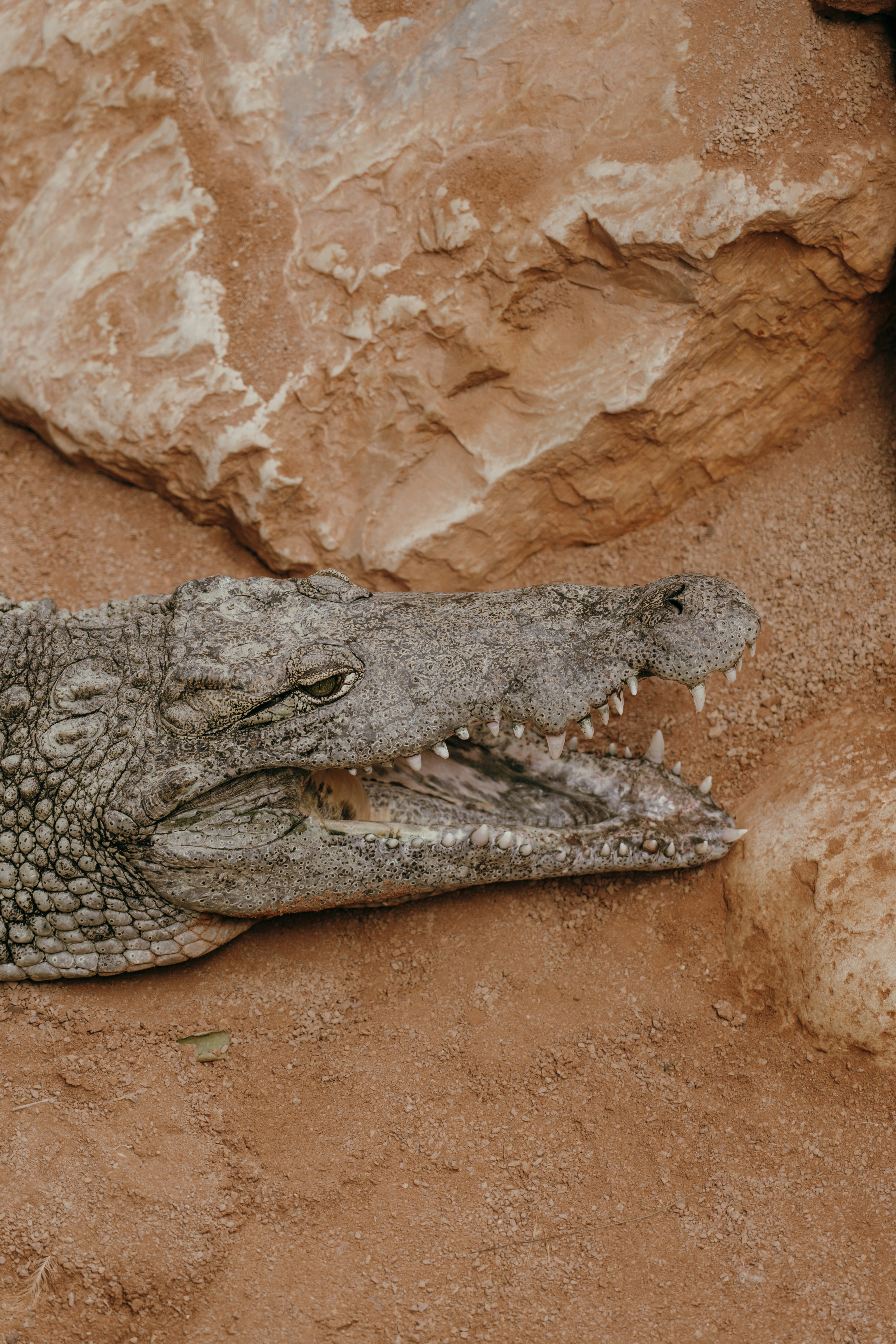 Crocodile Lurks Between Sandstone Ridges