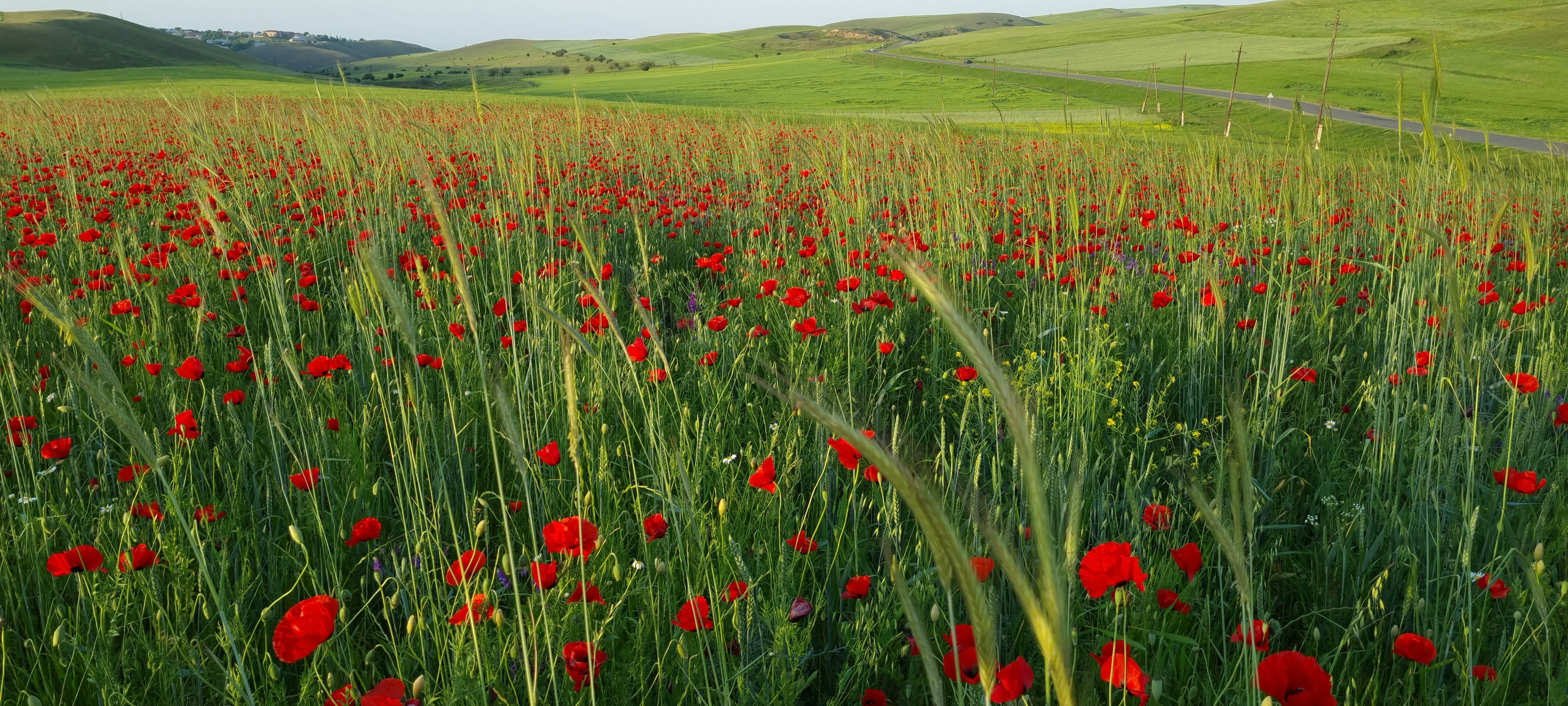 Crimson Poppies Crown a Tranquil Hillscape