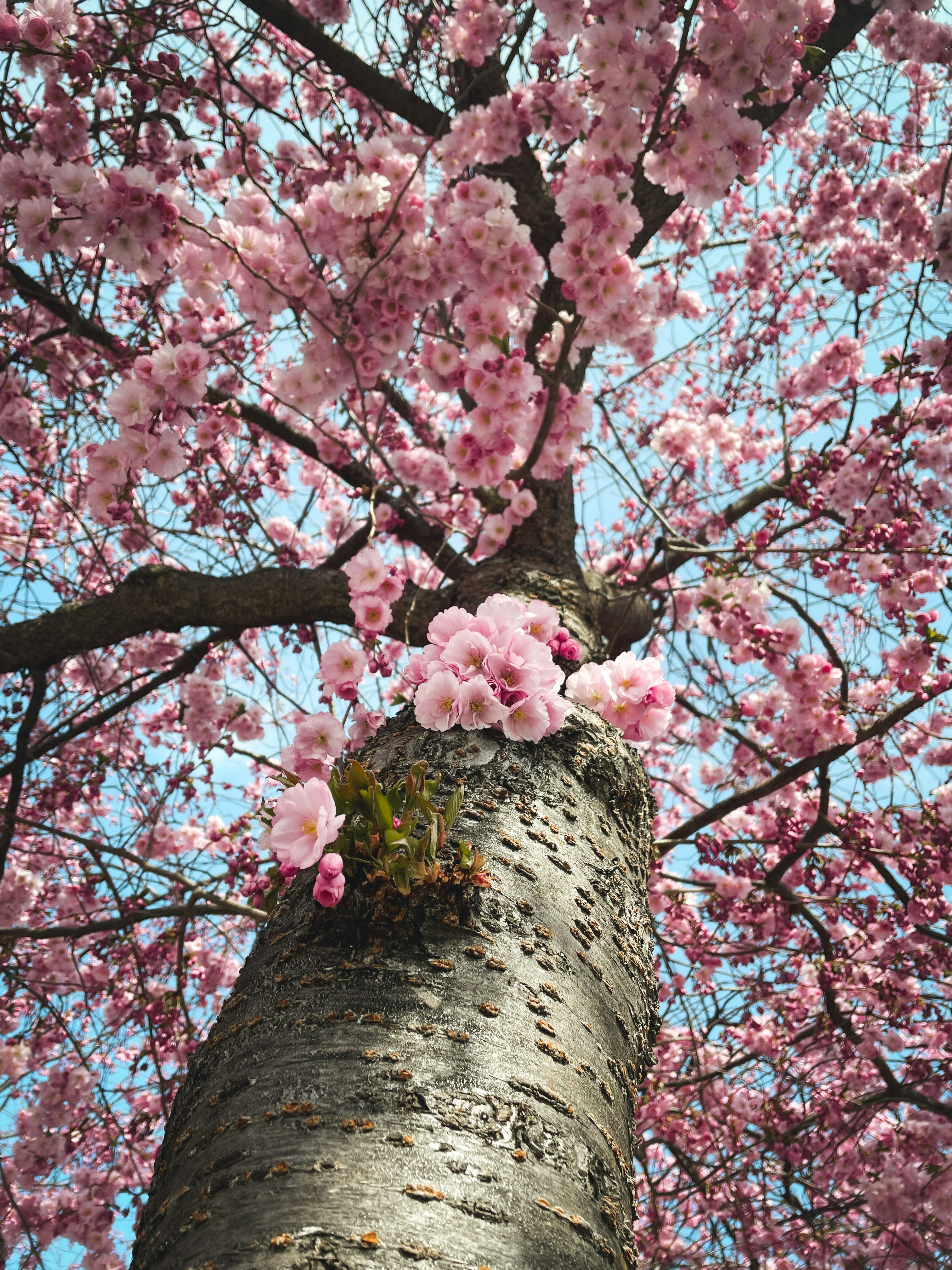 Cherry Blossom Crowned Trunk Reaching Toward a Pink Sky