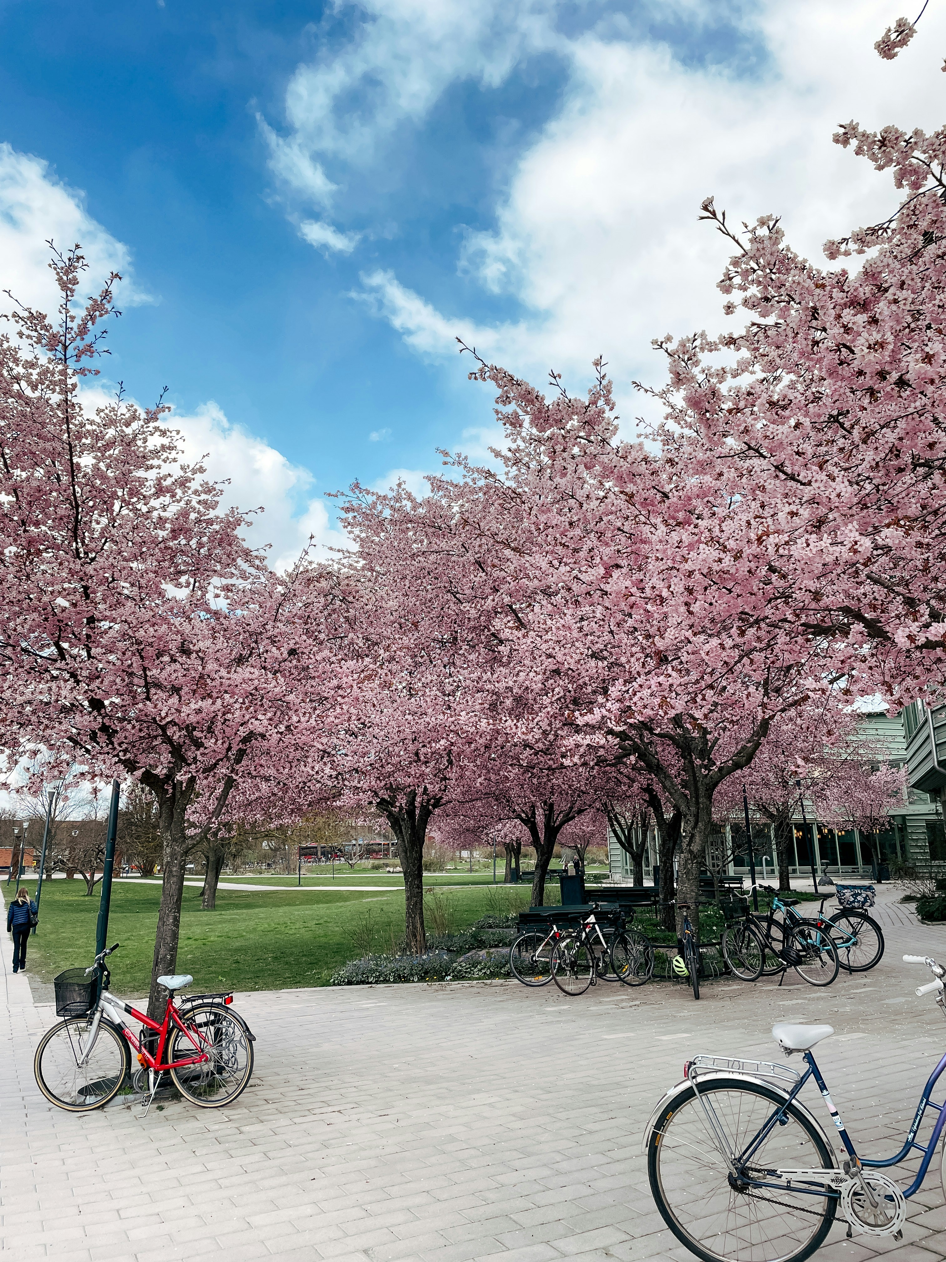 Cherry Blossom Row on a Sunlit Campus Path