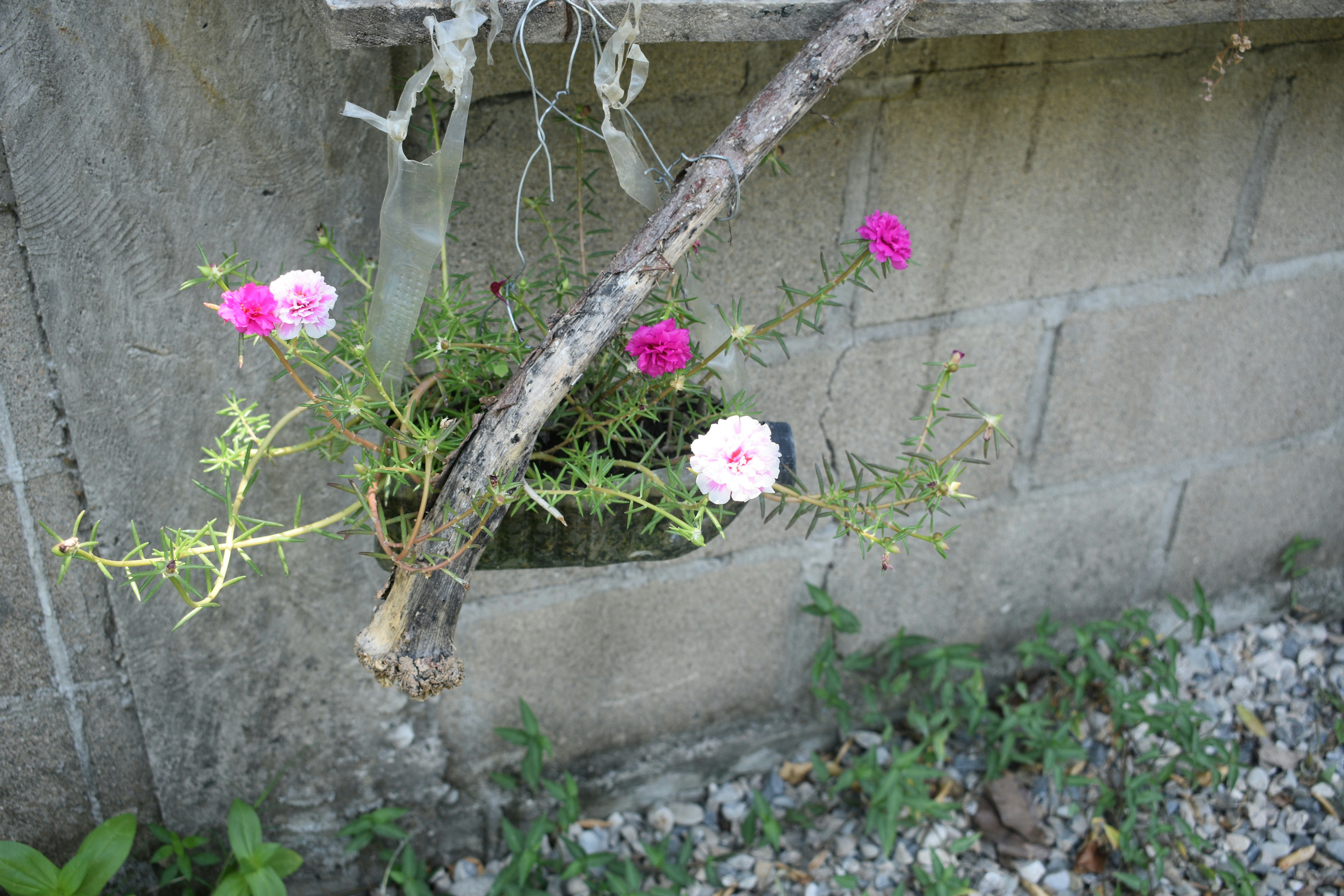 Carnations in a Hanging Cradle: Blooms Framed by Wood and Concrete