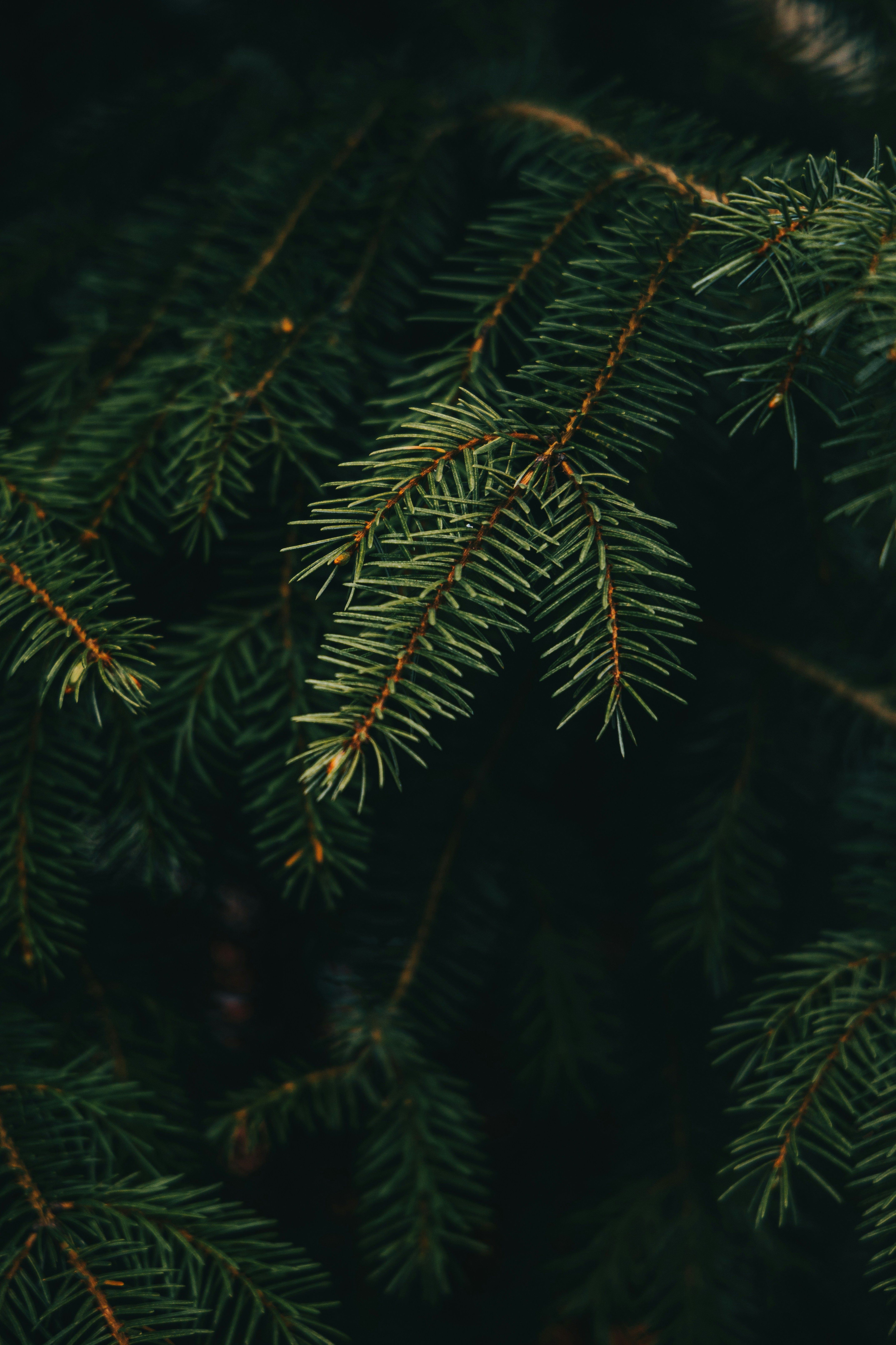 A close up of a pine tree branch photo – Free Wallpaper Image on Unsplash