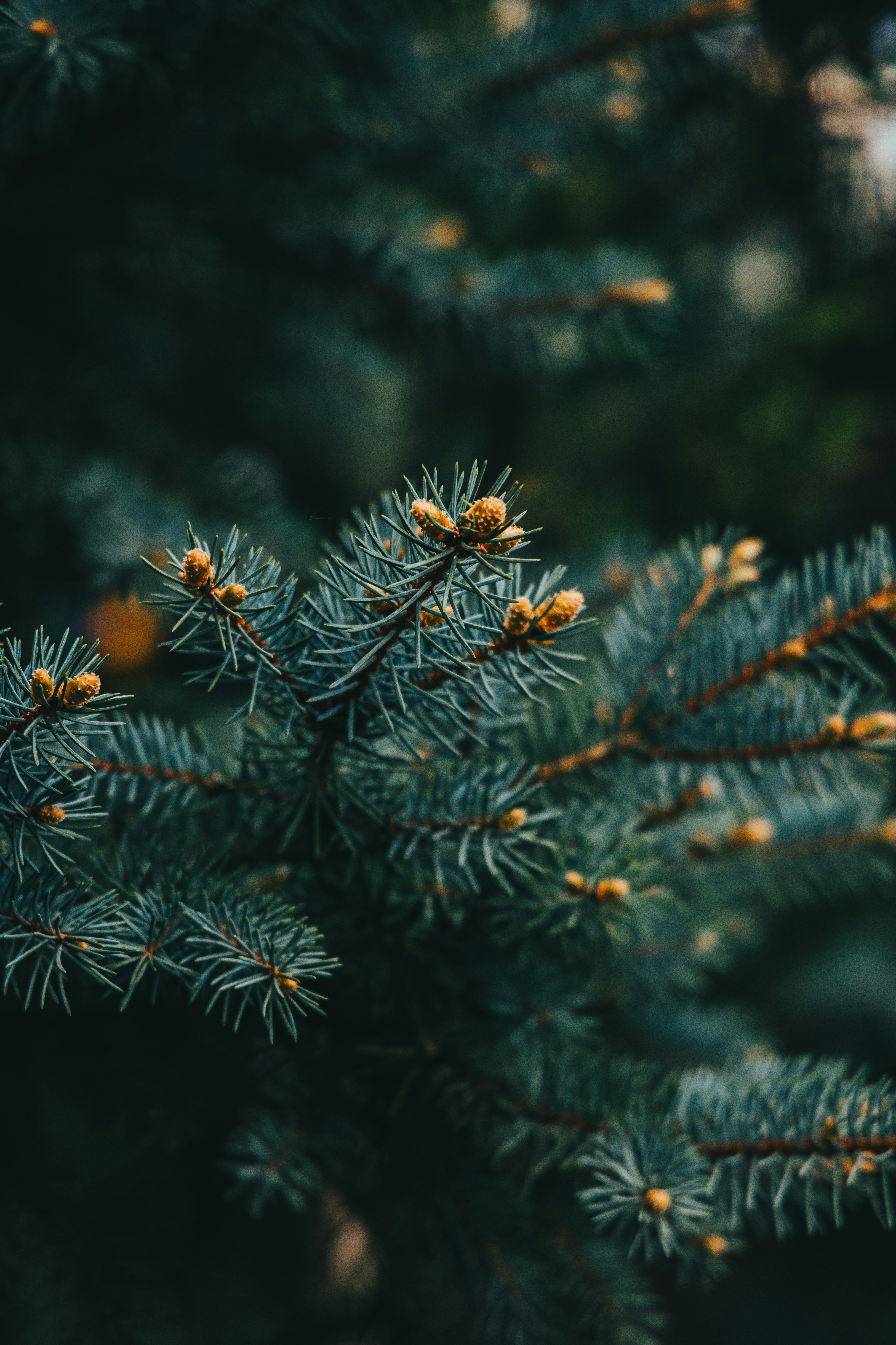A close up of a pine tree branch photo – Free Plant Image on Unsplash