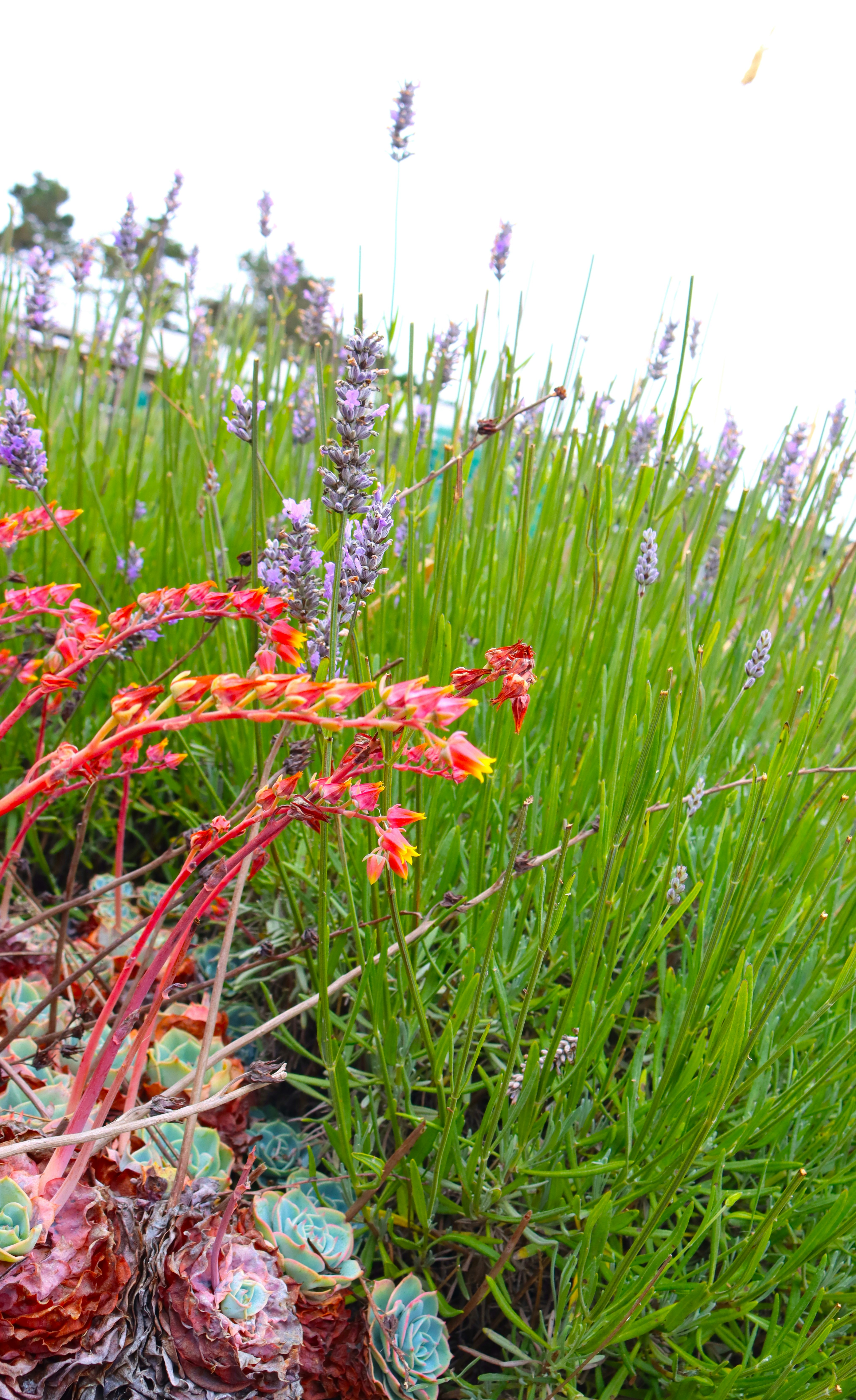 Lavender Spires Amid Crimson Succulents in a Sunlit Border