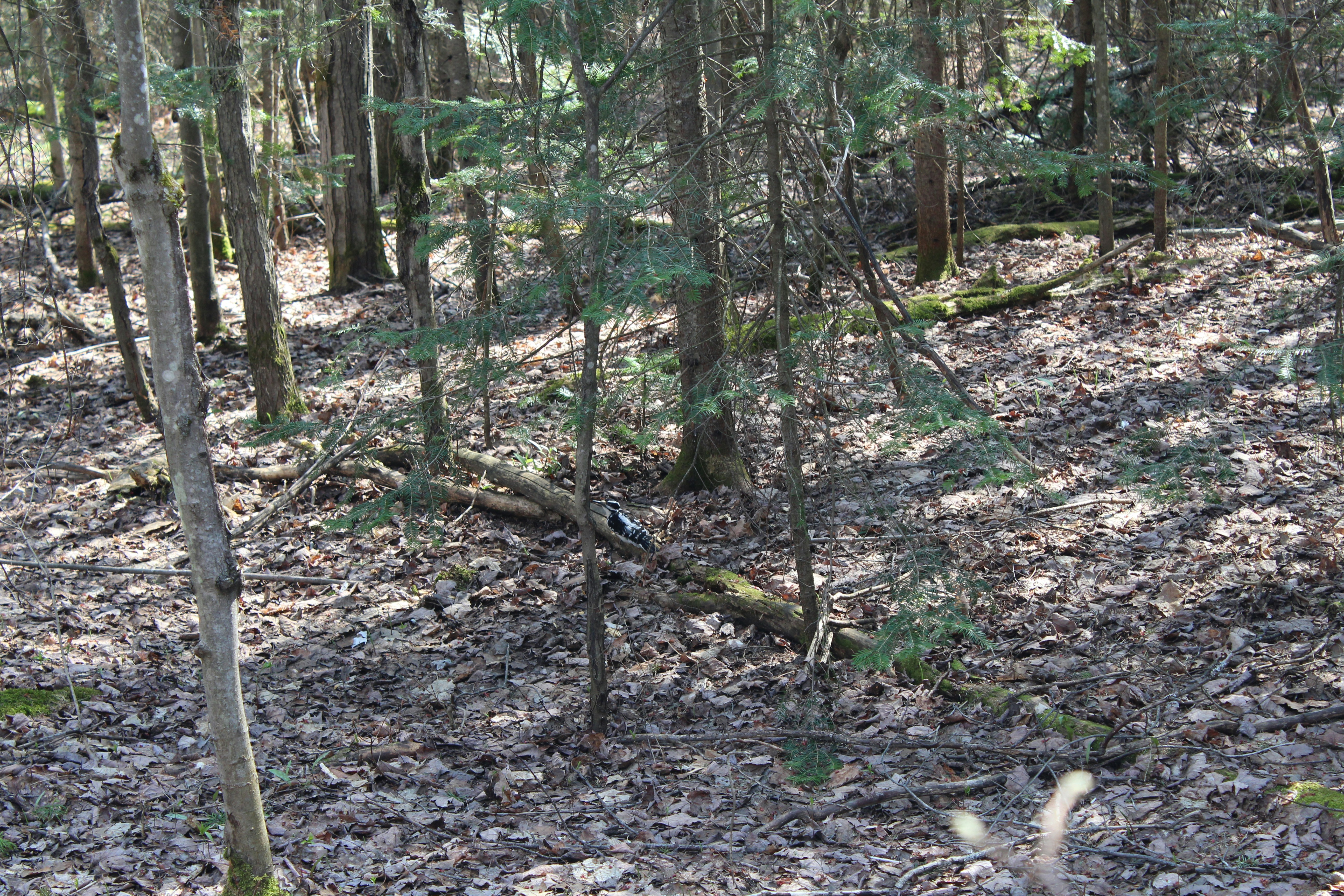 Sunlit Forest Floor: A Quiet Spread of Leaves and Logs