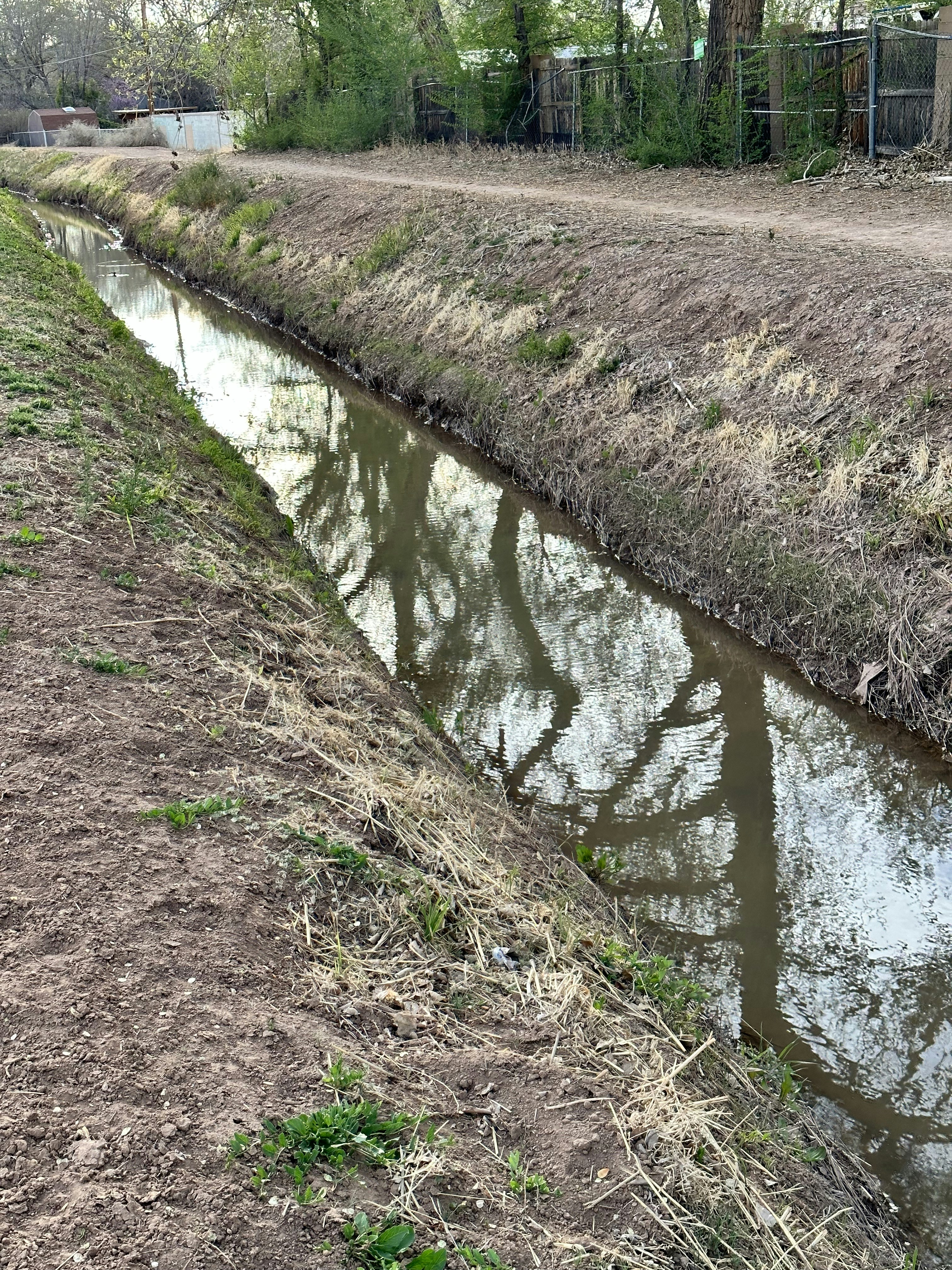 Mirror of Branches in a Narrow Canal’s Quiet Water
