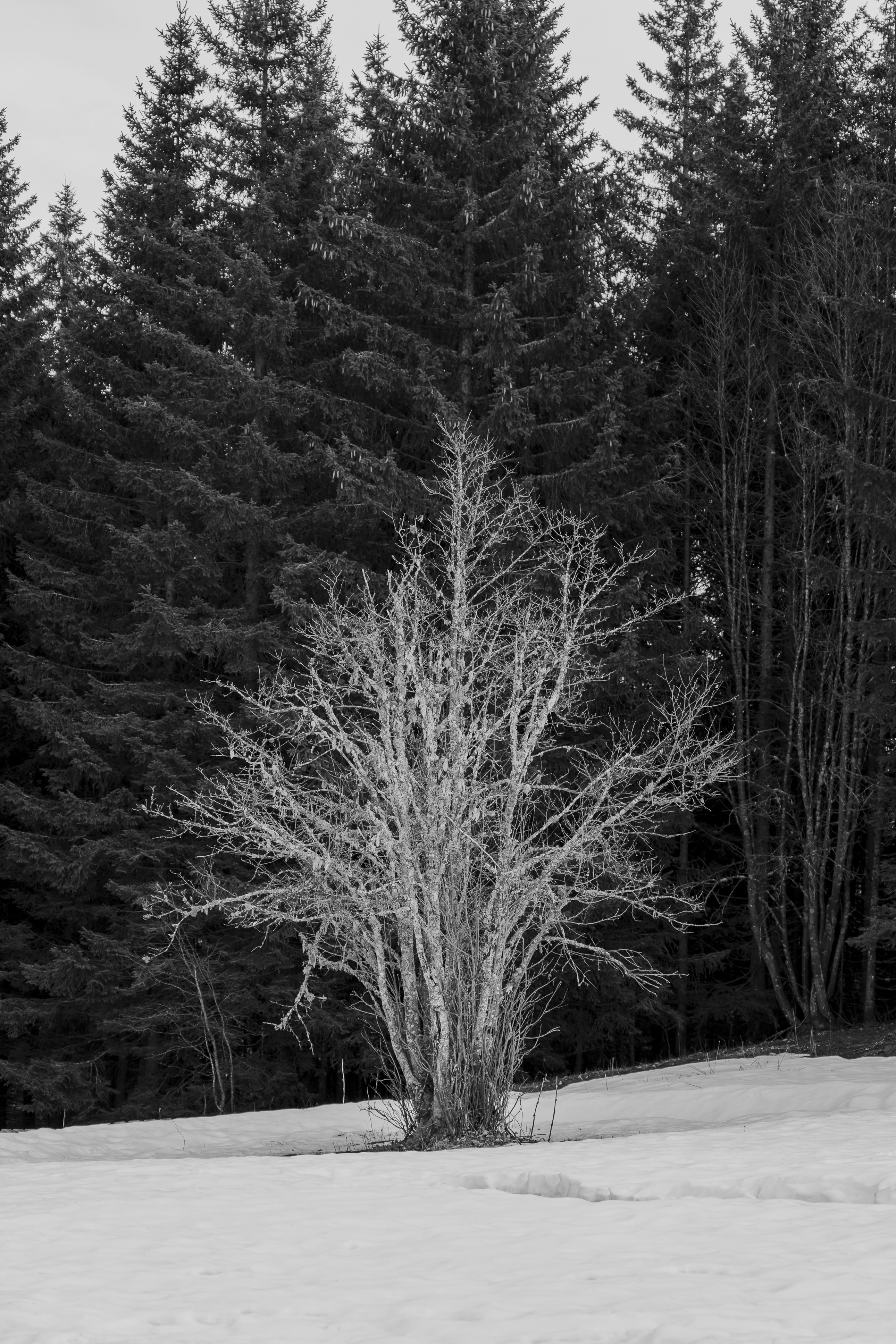 Winter Silhouette: Frost-Kissed Arboreal Solo in Snow