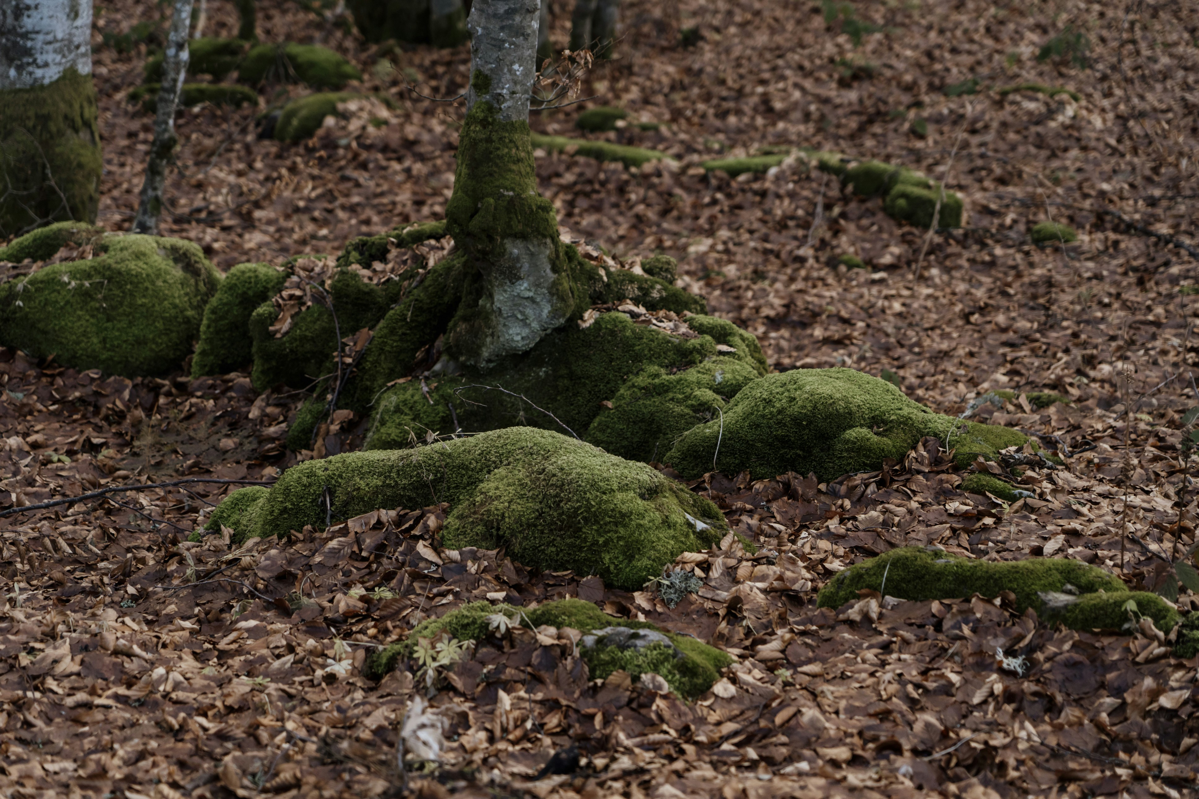 Green Veins on Fallen Ground: Moss-Covered Roots in Quiet Dappled Light