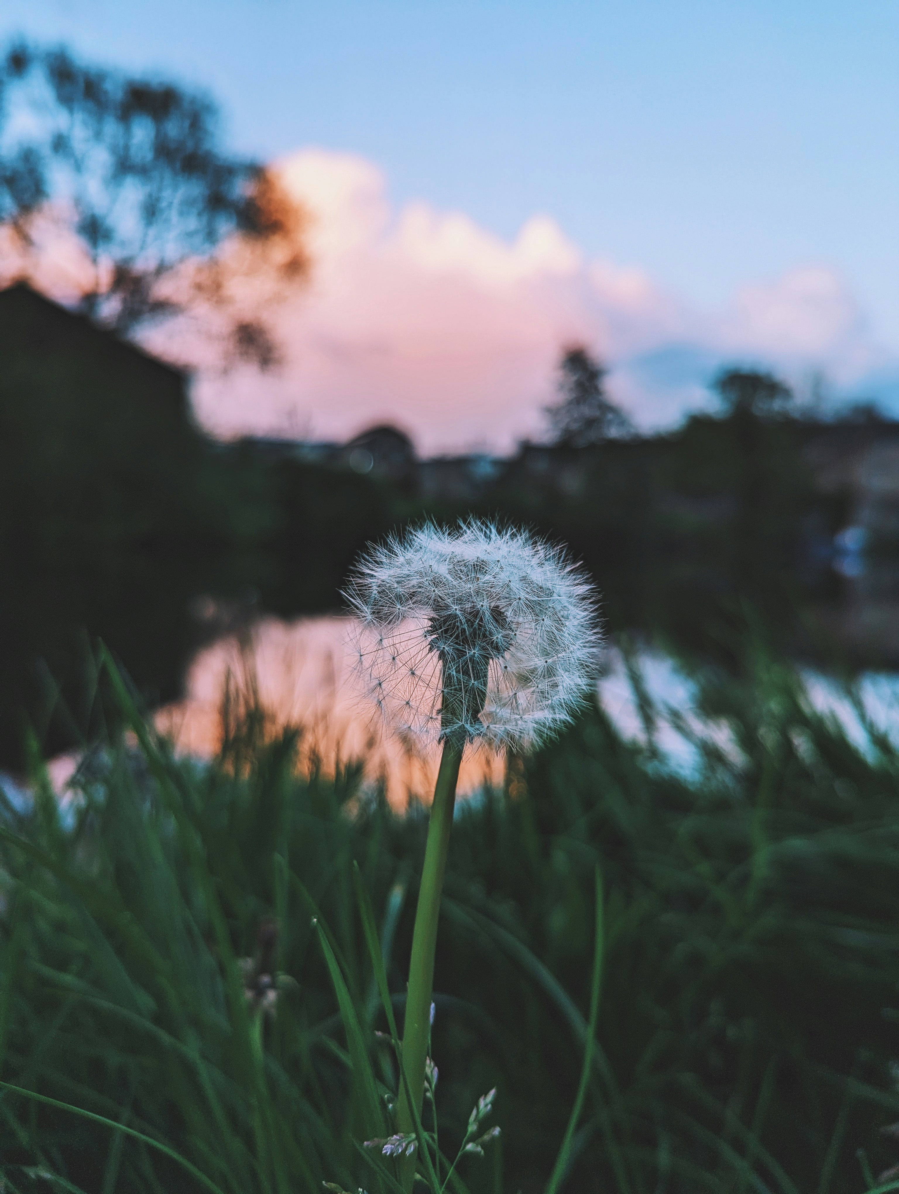 A dandelion sitting in the middle of a field photo – Free Dandelion ...