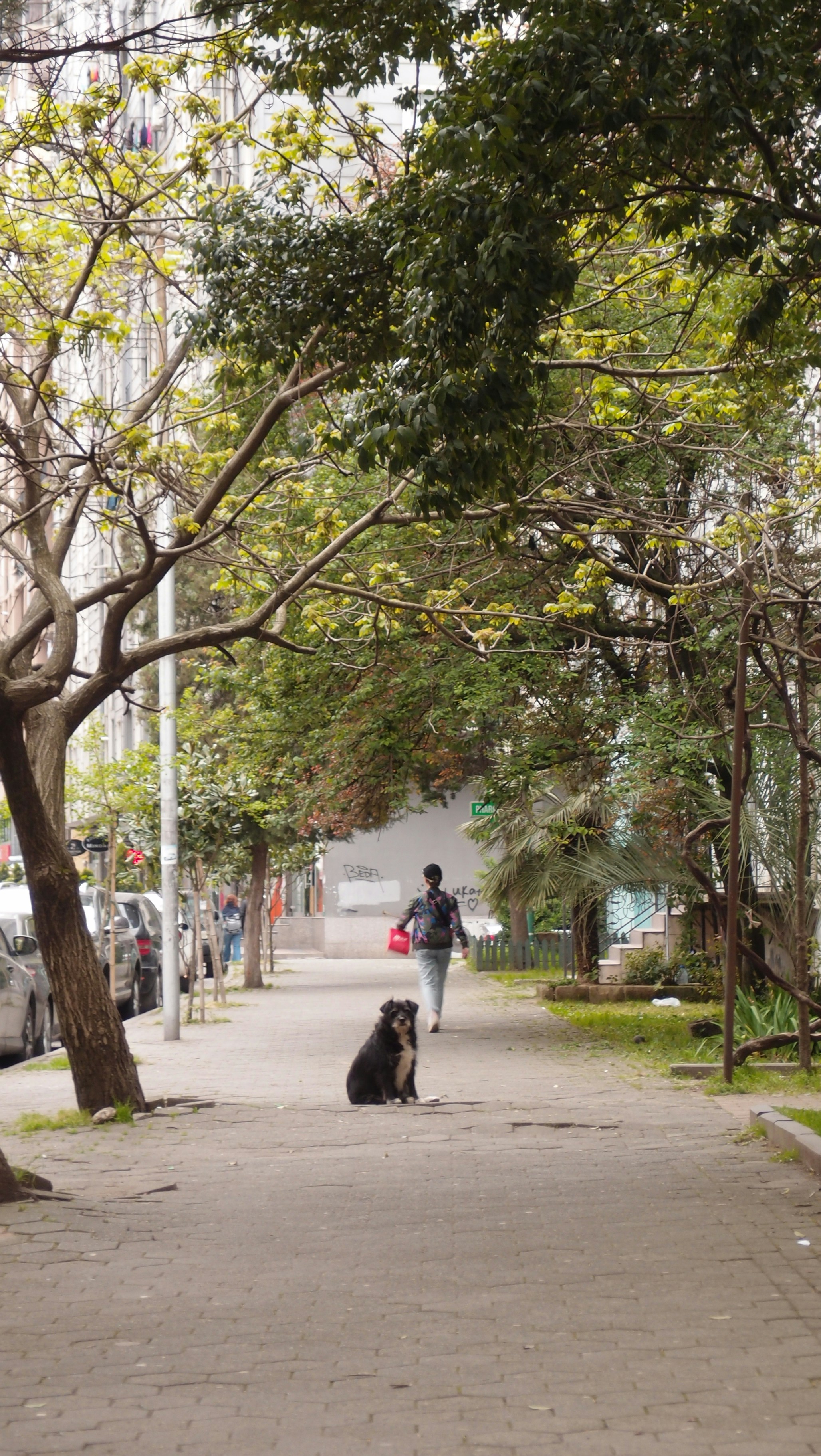 A dog sits attentively on a city sidewalk lined with trees, while a jogger approaches in the background amidst urban greenery.