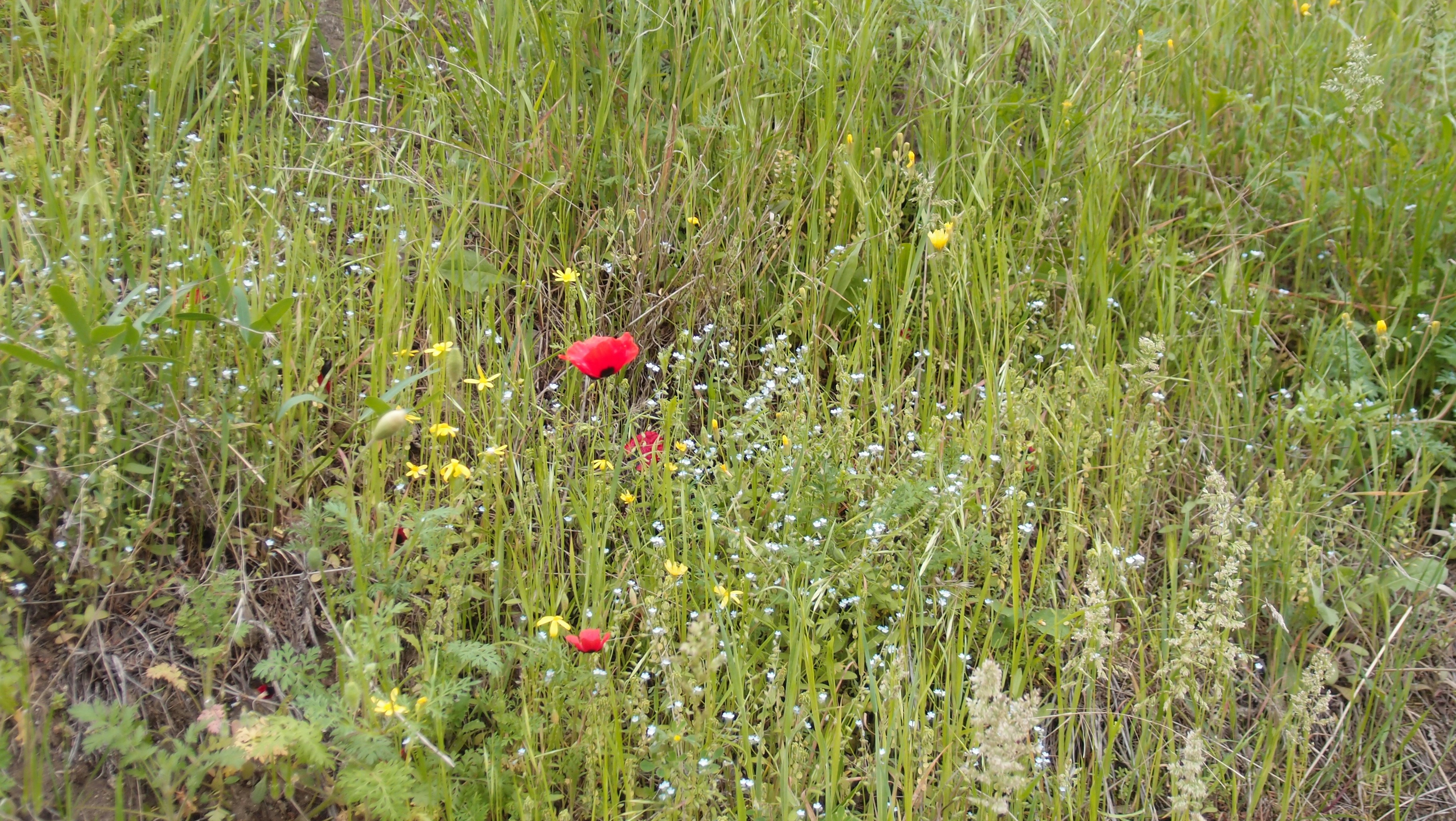 Photo by Alina Makhatyrova with Olympus XZ-1