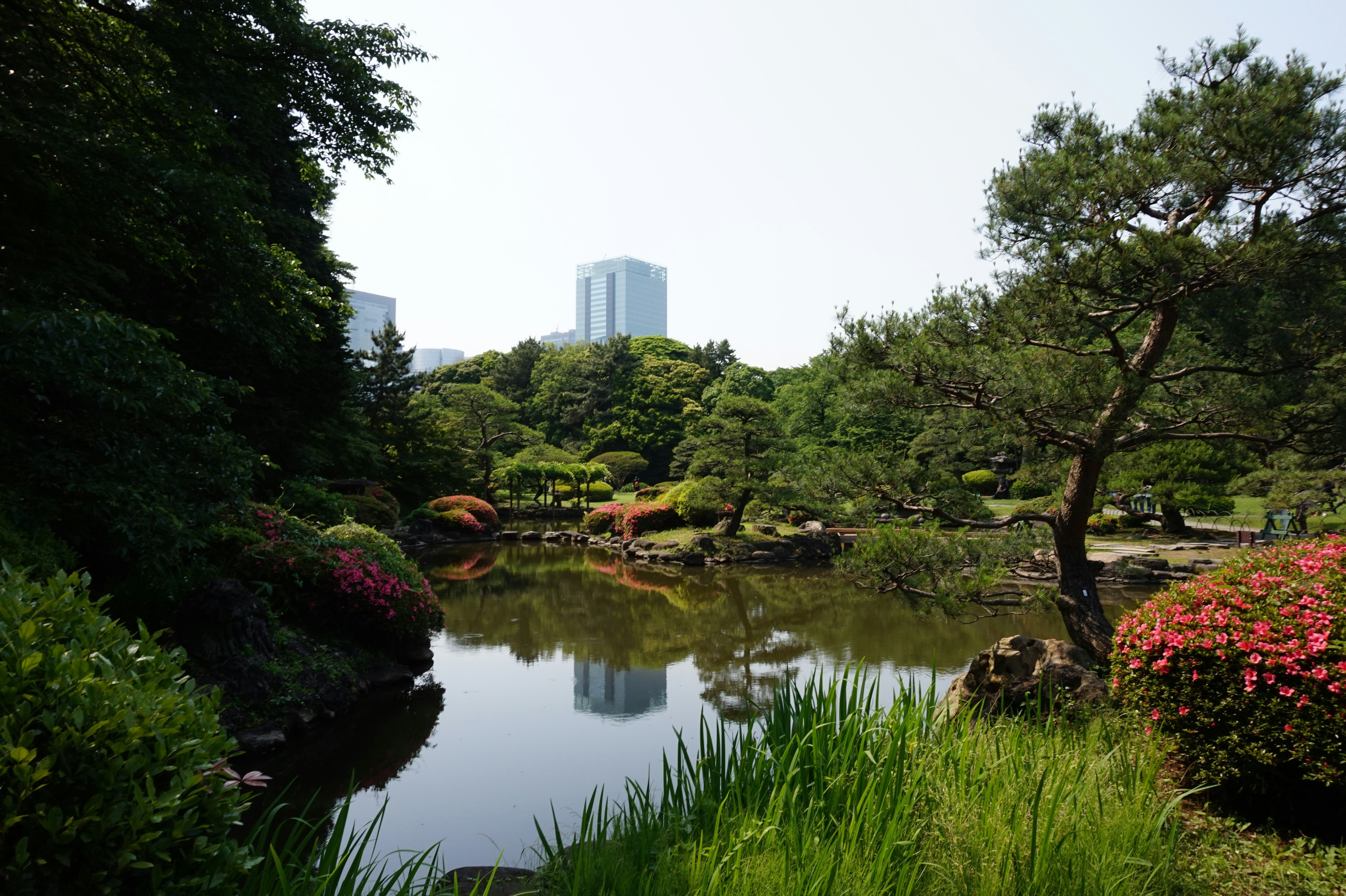 Urban Oasis: Nature's Embrace Amidst Concrete Giants