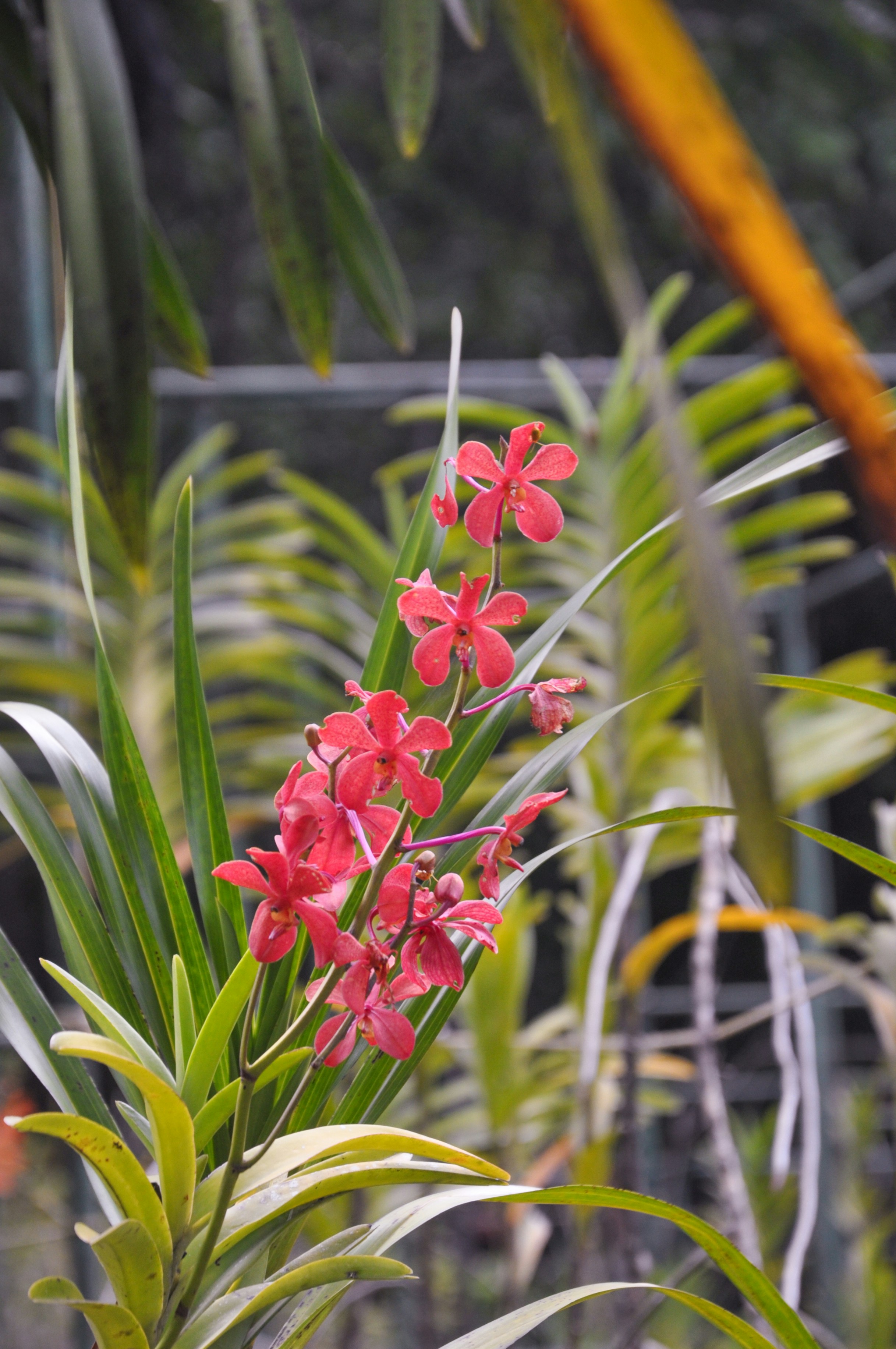 Foto Seikat bunga merah yang ada di tanaman – Gambar Bunga Gratis di ...