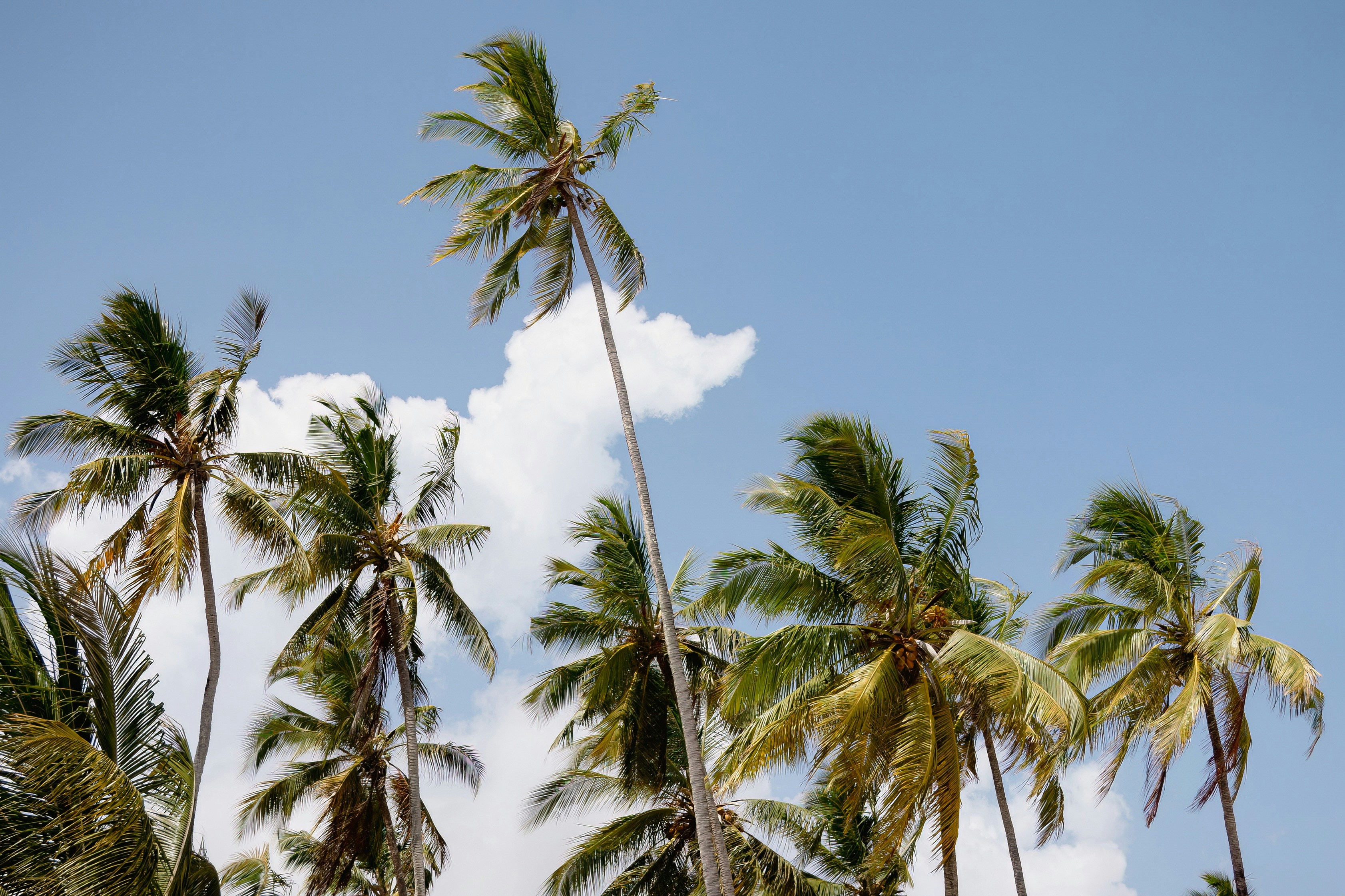 Palm trees swaying gracefully against a clear blue sky with scattered clouds.