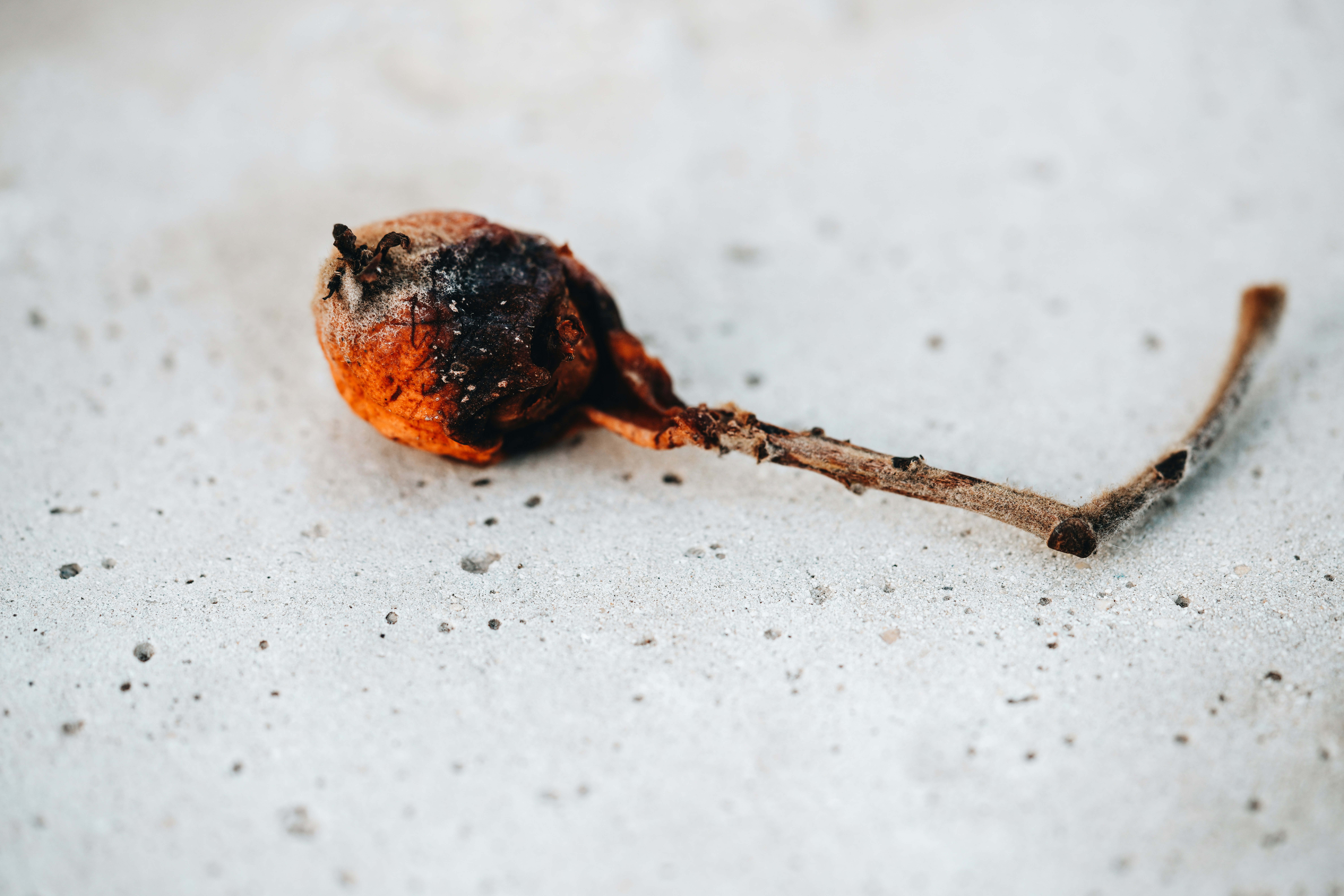 Withered orange fruit on a textured concrete surface.