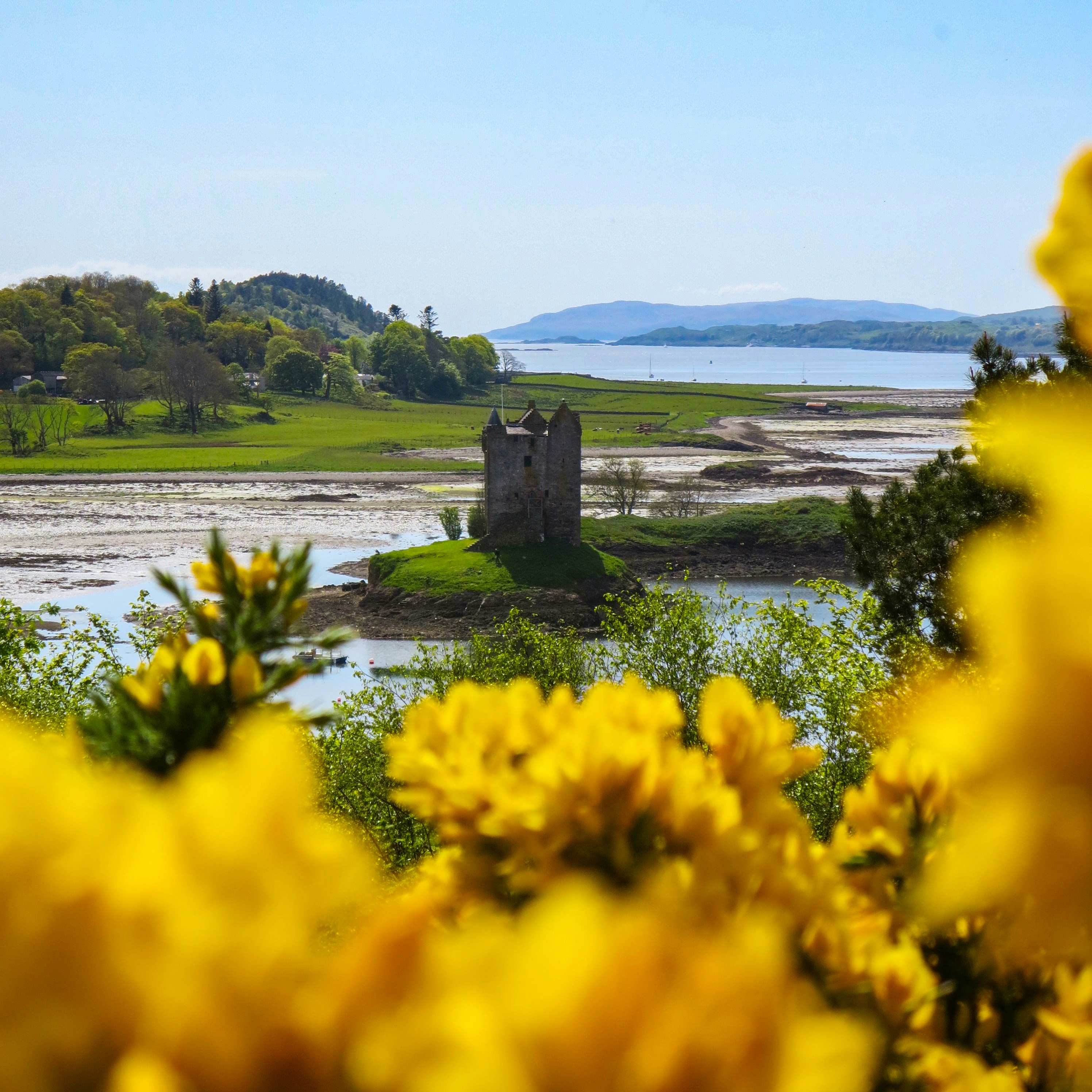 Gilded Gorse and the Tidebound Tower