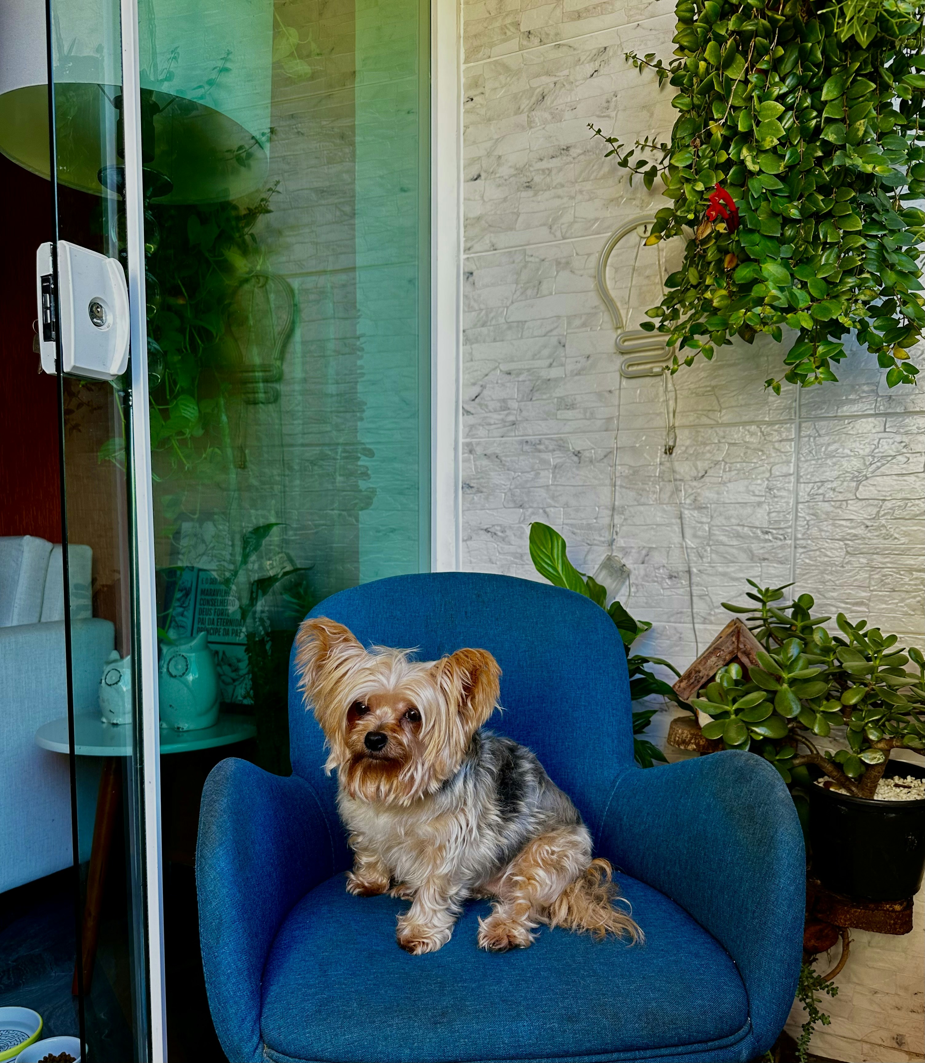 Terrier on a cobalt chair: sunlit nook amid glass and greenery