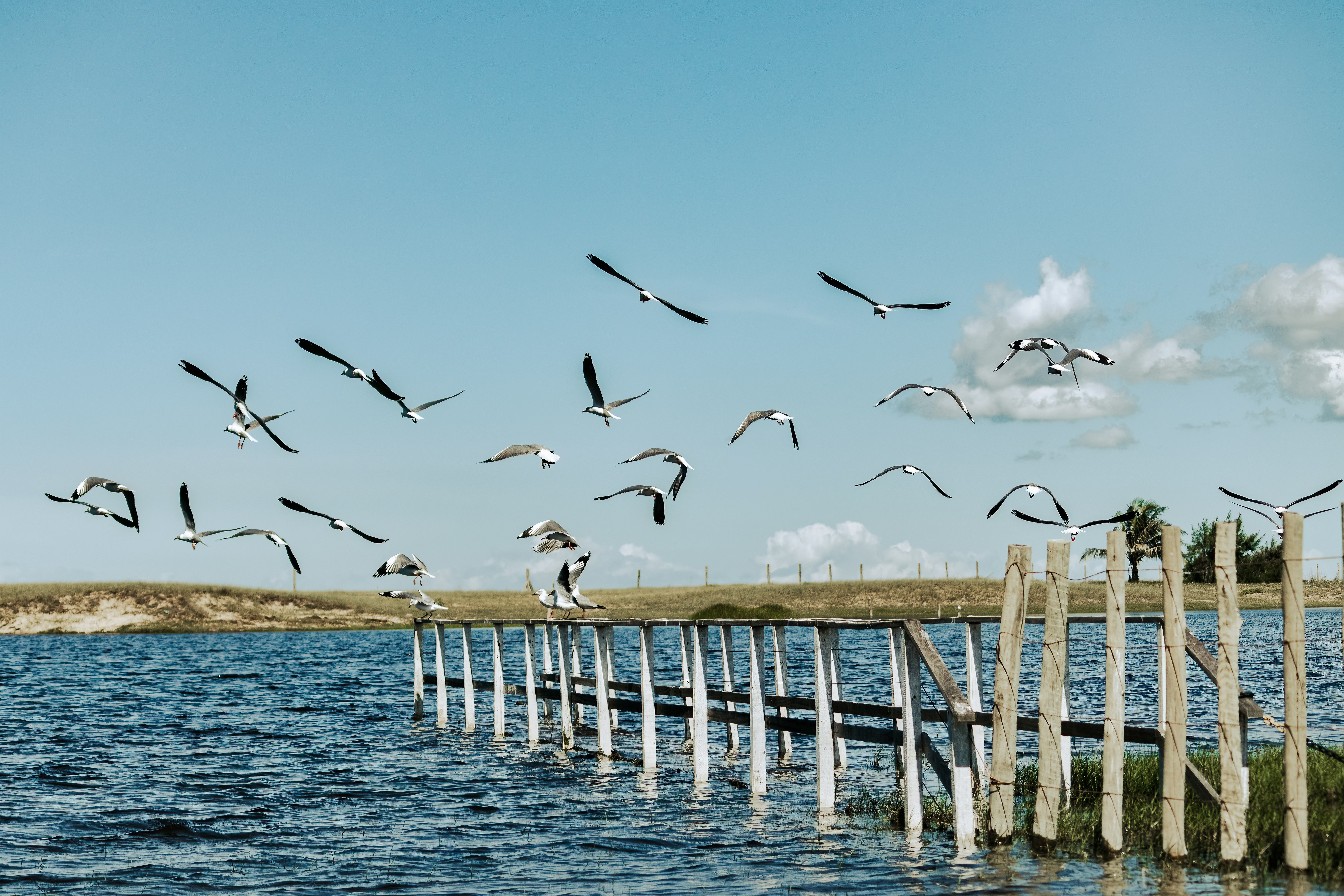 A flock of birds gracefully takes flight over a tranquil body of water, with a weathered wooden pier stretching into the scene.