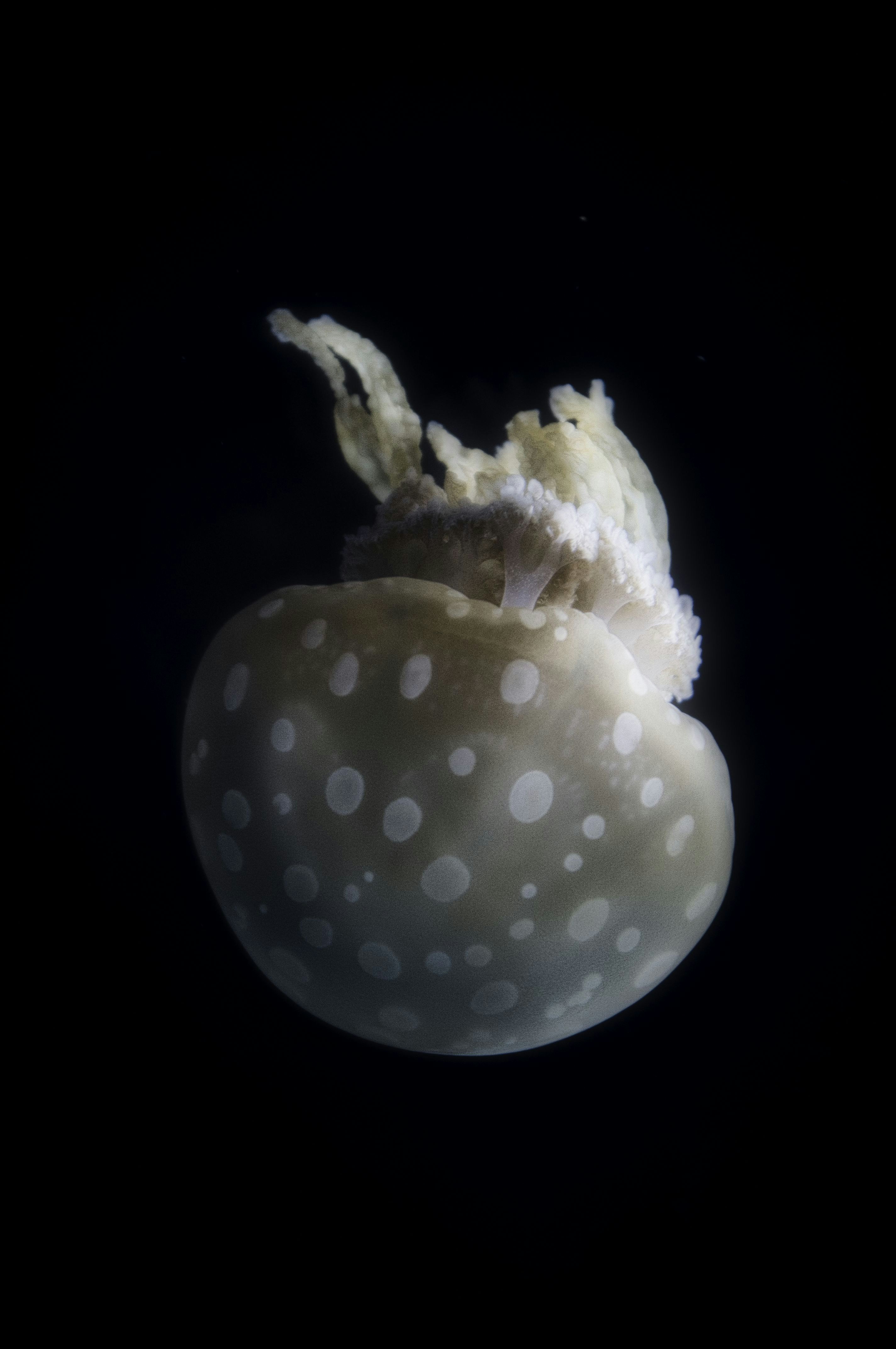 a close up of a jellyfish on a black background