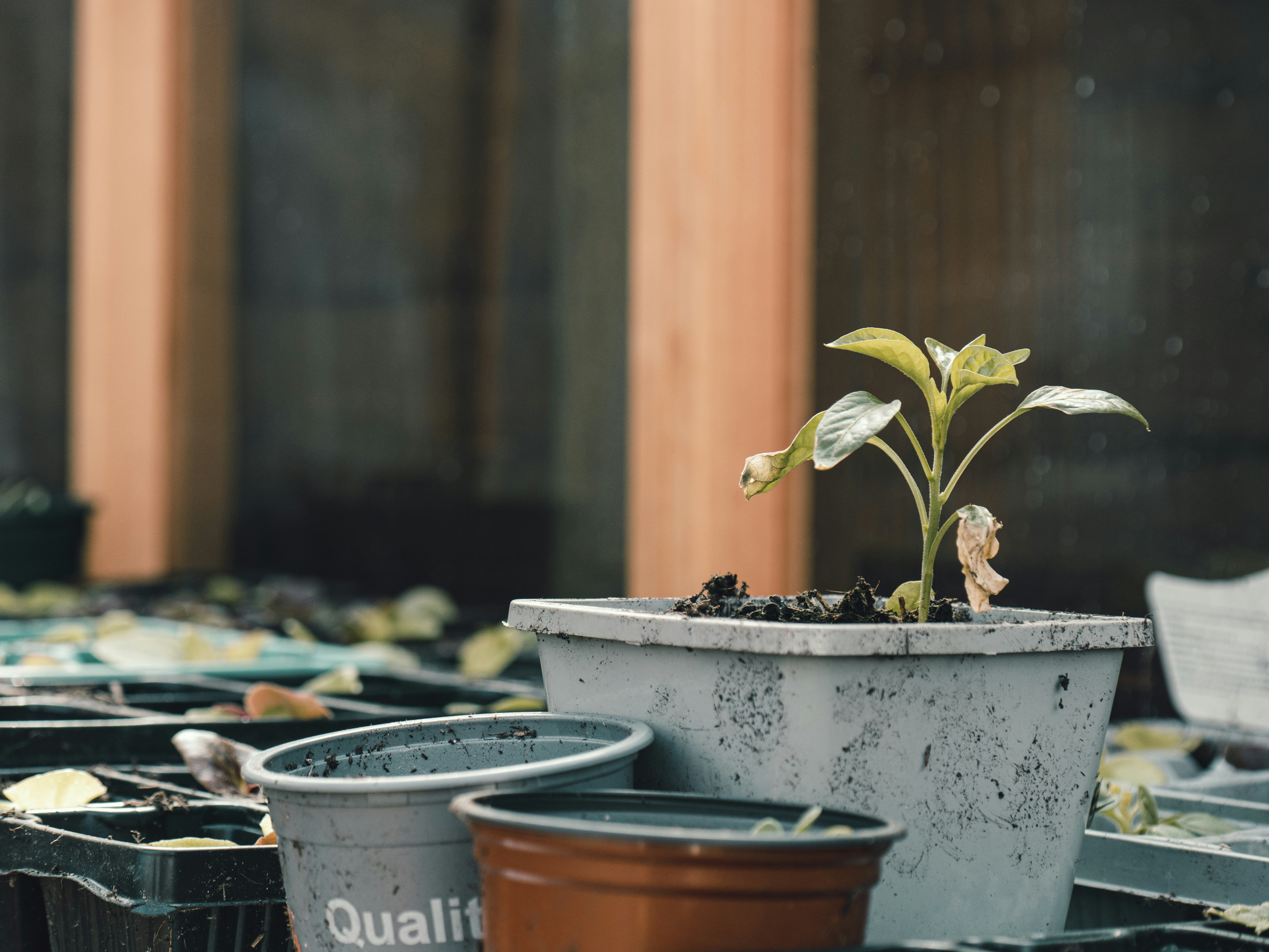 Emergence in Grey Pots: A Seedling's Quiet Rise on a Sunlit Patio